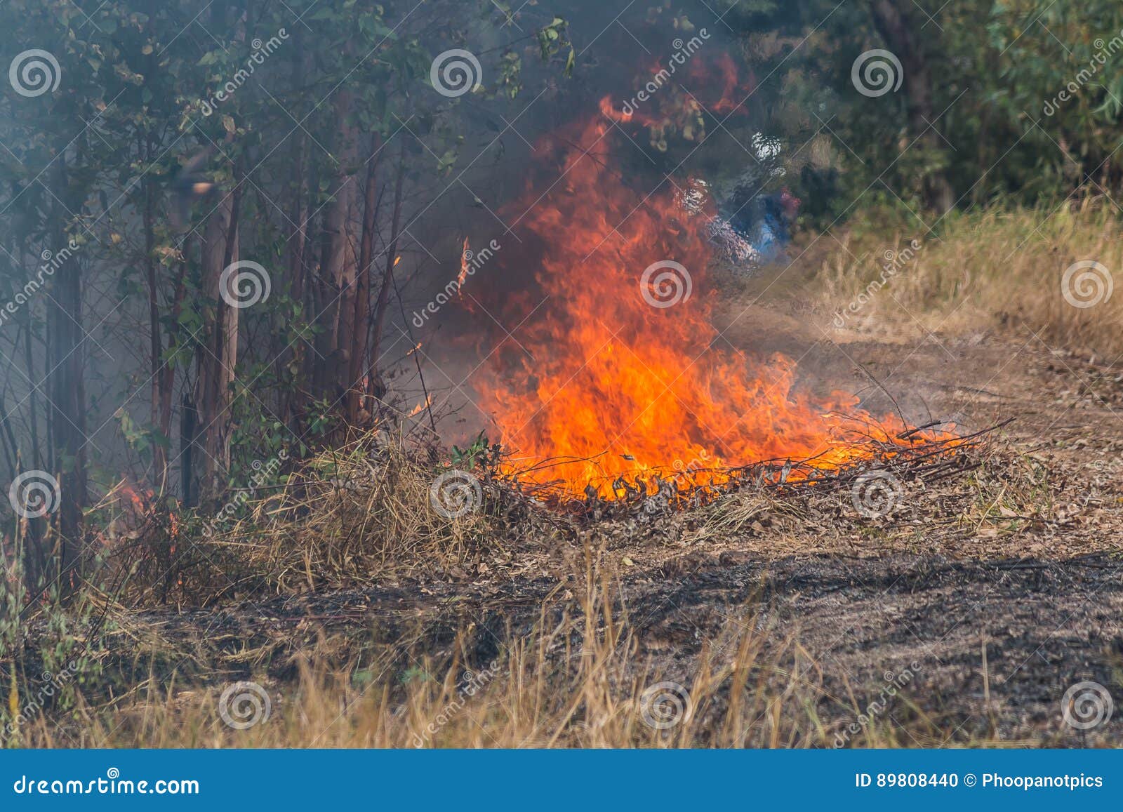 Fuego en bosque foto de archivo. Imagen de invierno, emergencia - 89808440