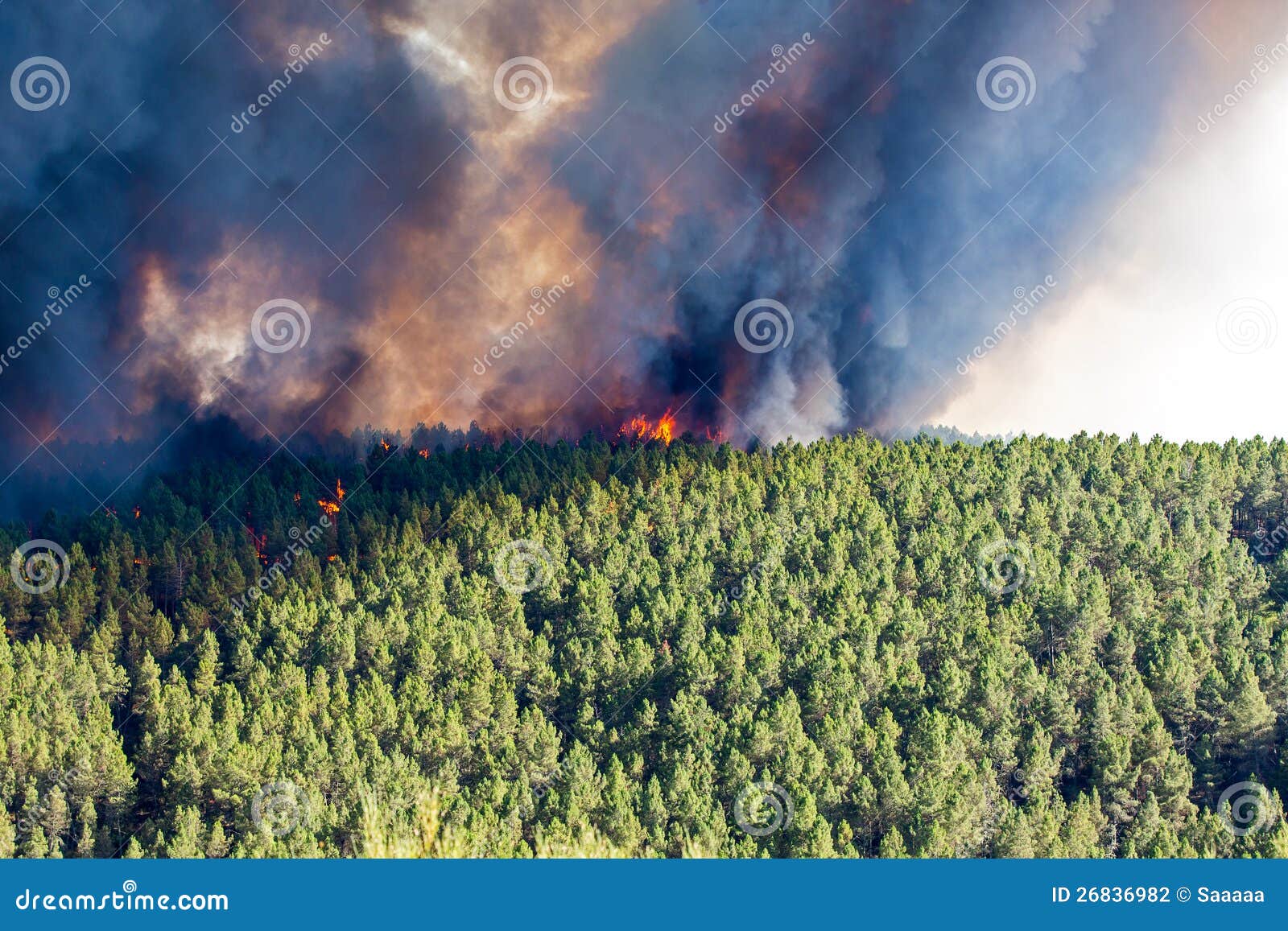 Fuego en el bosque foto de archivo. Imagen de colina - 26836982