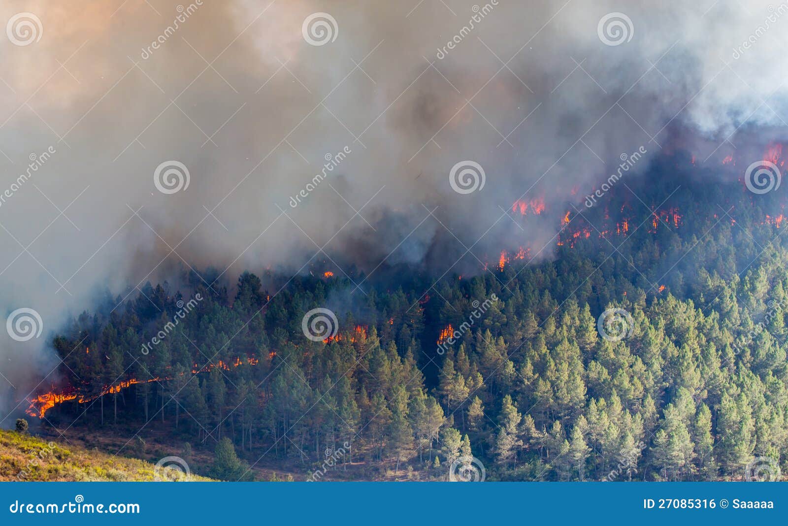 Fuego en el bosque foto de archivo. Imagen de calor, desastre - 27085316