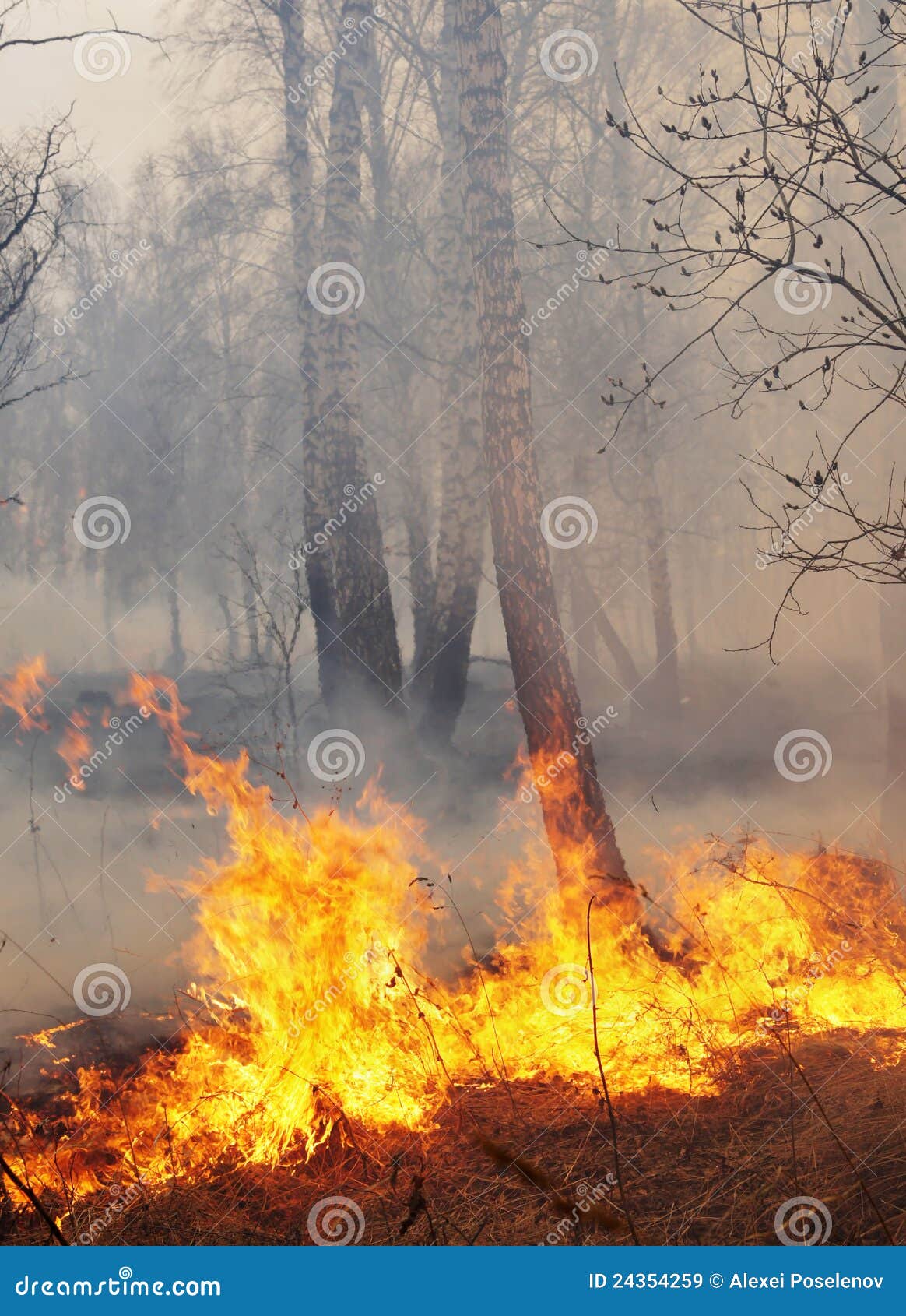 Fuego en un bosque imagen de archivo. Imagen de desastre - 24354259