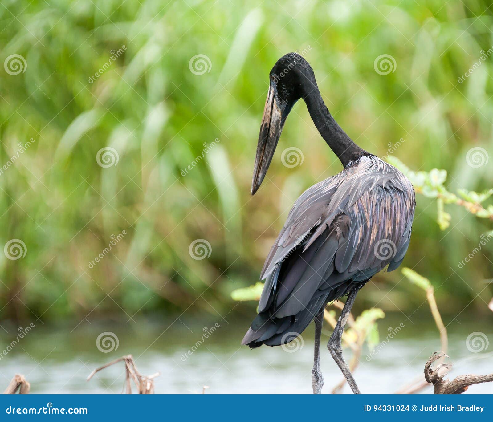 Fuente De Uganda De La Garza De Nile River Foto de archivo - Imagen de ...