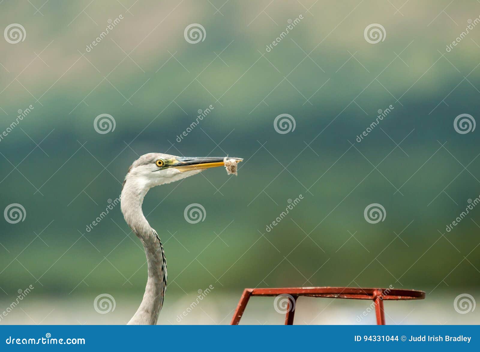 Fuente De Uganda De La Garza De Nile River Foto de archivo - Imagen de ...
