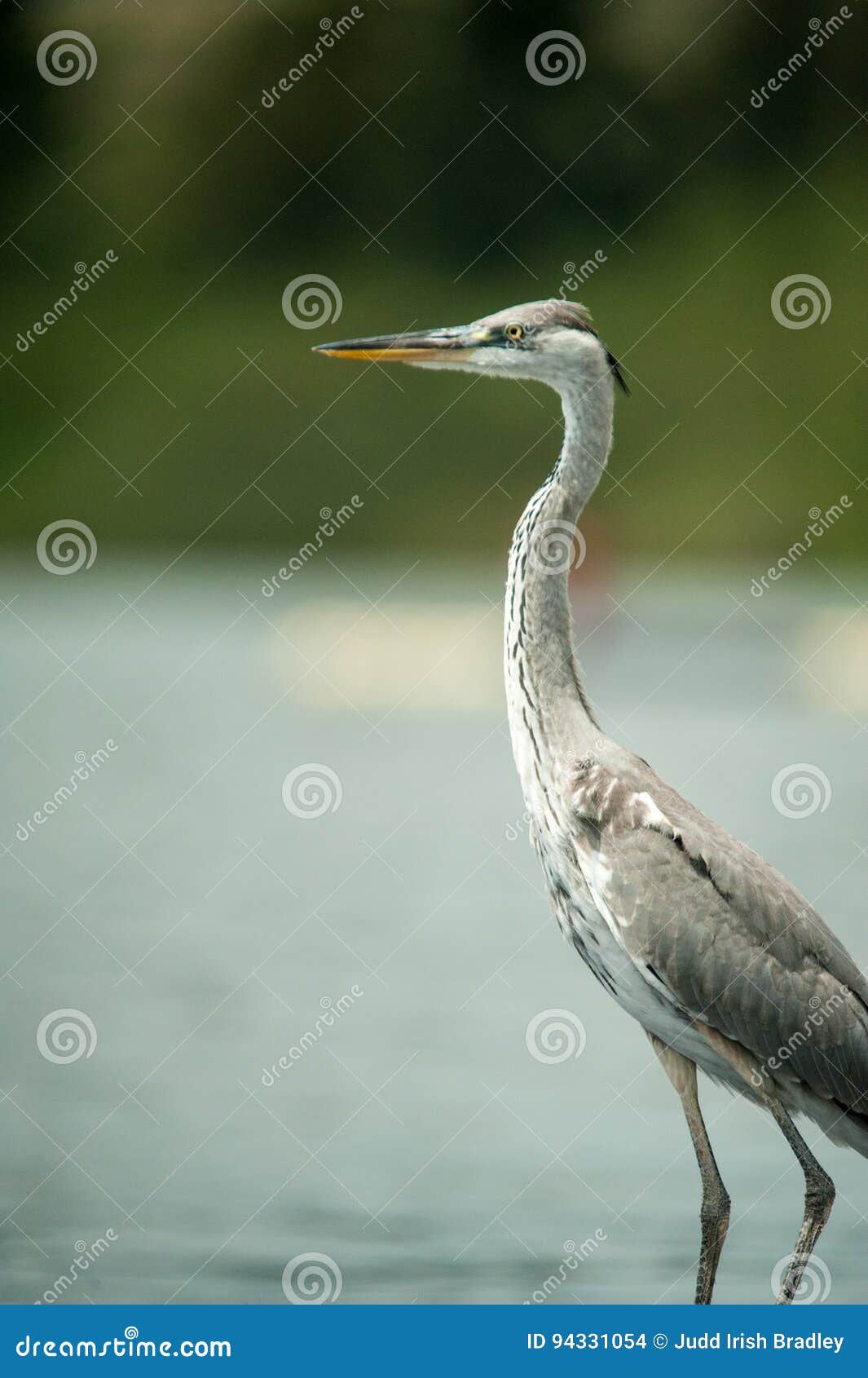 Fuente De Uganda De La Garza De Nile River Foto de archivo - Imagen de ...