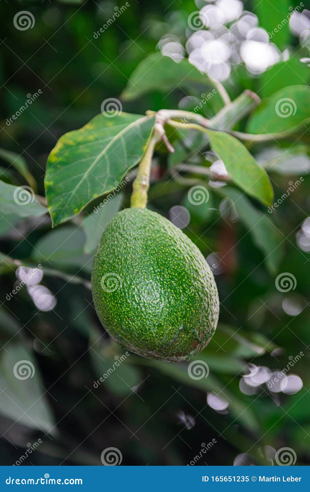 Fuerte Avocado Persea Americana Stock Image - Image of guacamole, diet ...