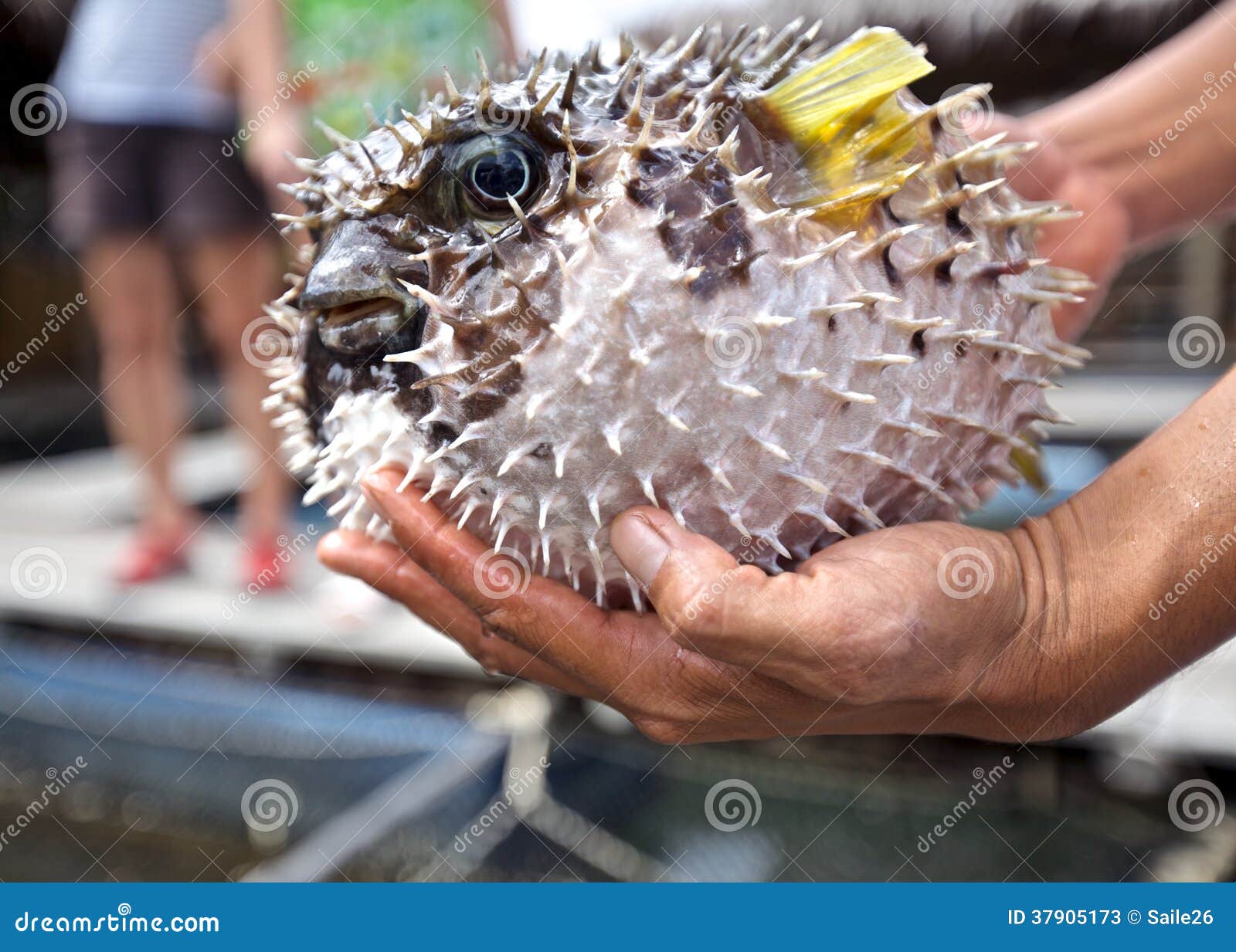 Fuga Fish Stock Photos - Free & Royalty-Free Stock Photos from Dreamstime