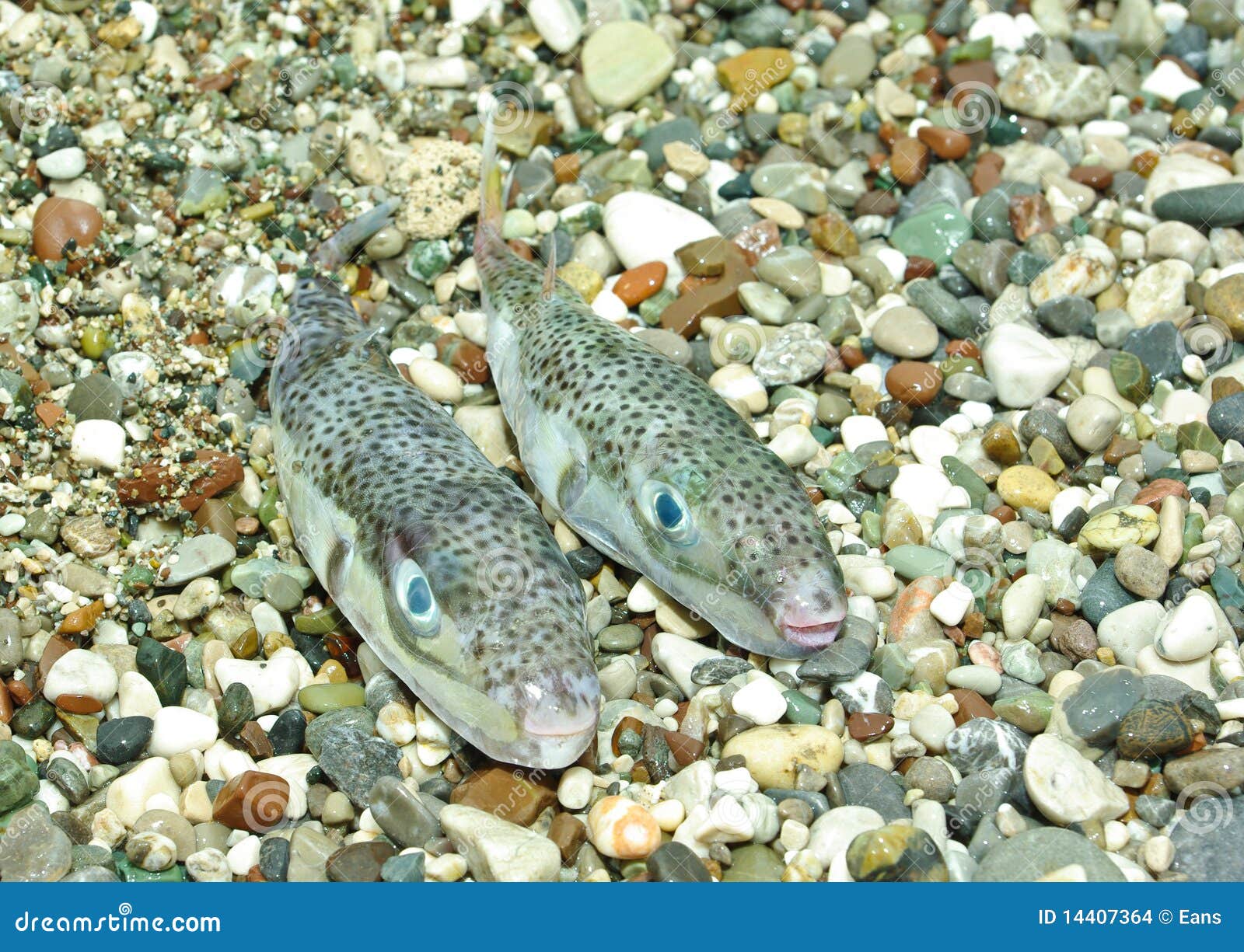 Fugu fish stock photo. Image of food, delicacy, traditional - 14407364