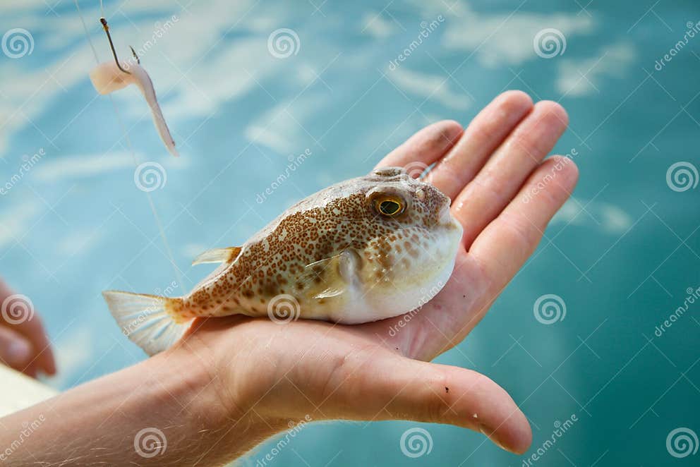 Fugu fish stock photo. Image of delicatessen, animal - 23177592