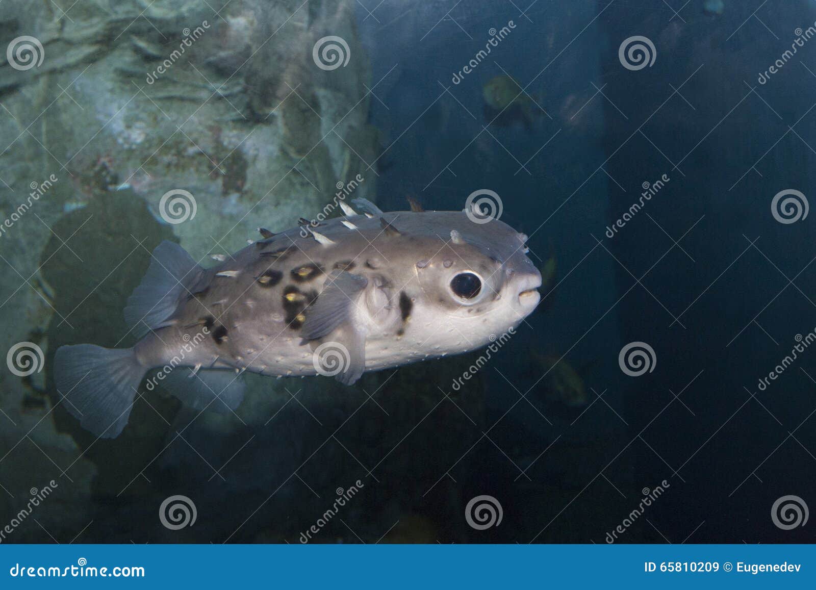 Fugu fish stock image. Image of famous, biology, ocean - 65810209