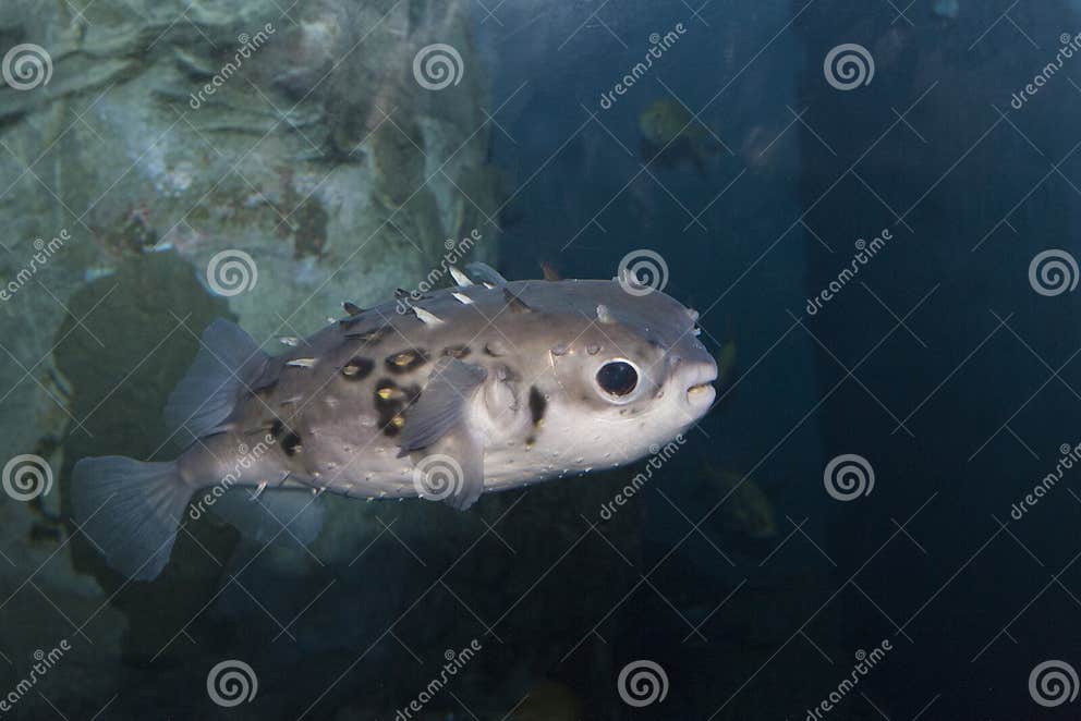 Fugu fish stock image. Image of famous, biology, ocean - 65810209