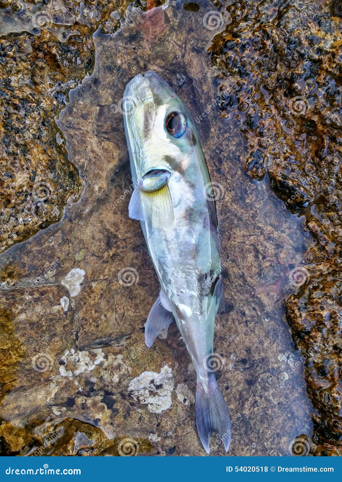 Fugu fish stock photo. Image of fish, fugu, fishing, japan - 54020518