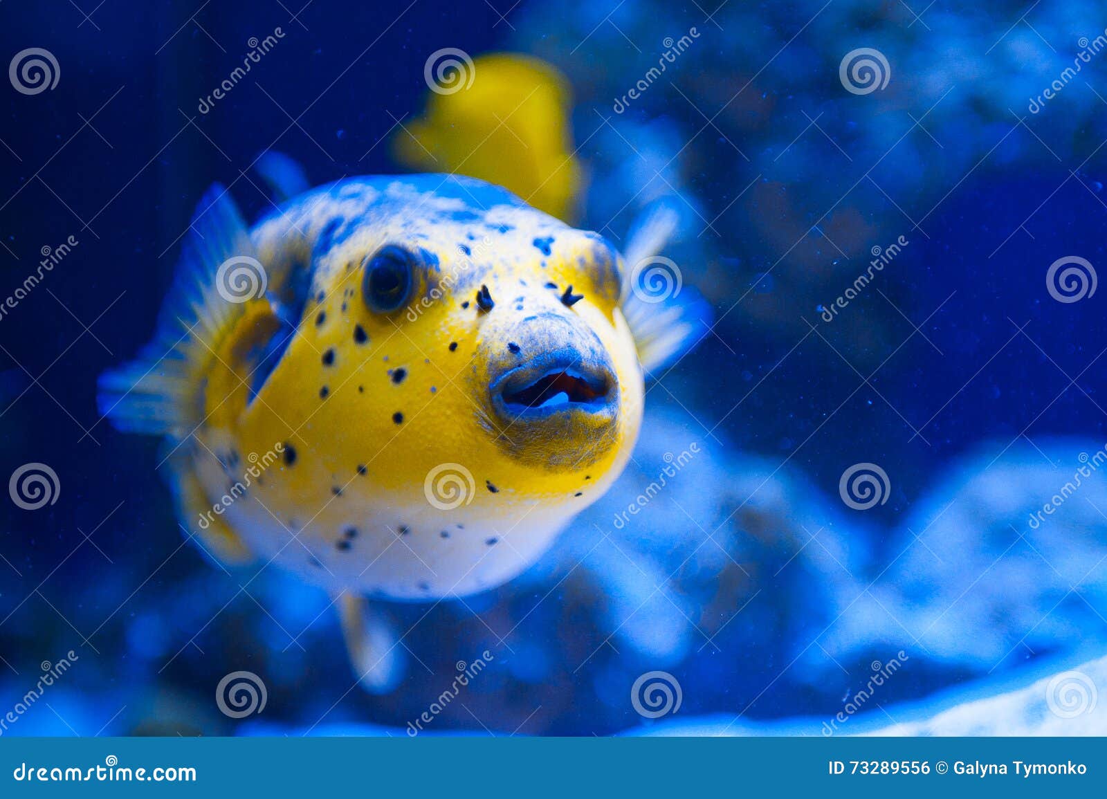 Fugue Yellow Fish Predator of the Red Sea Stock Photo - Image of belly ...