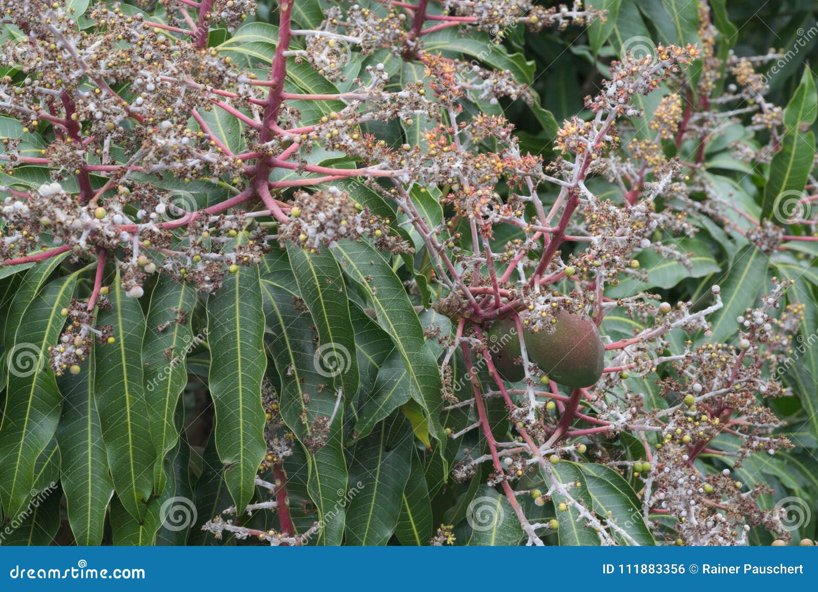 Fuits and Blooms of a Mango Plant Stock Photo - Image of blossom, tree ...