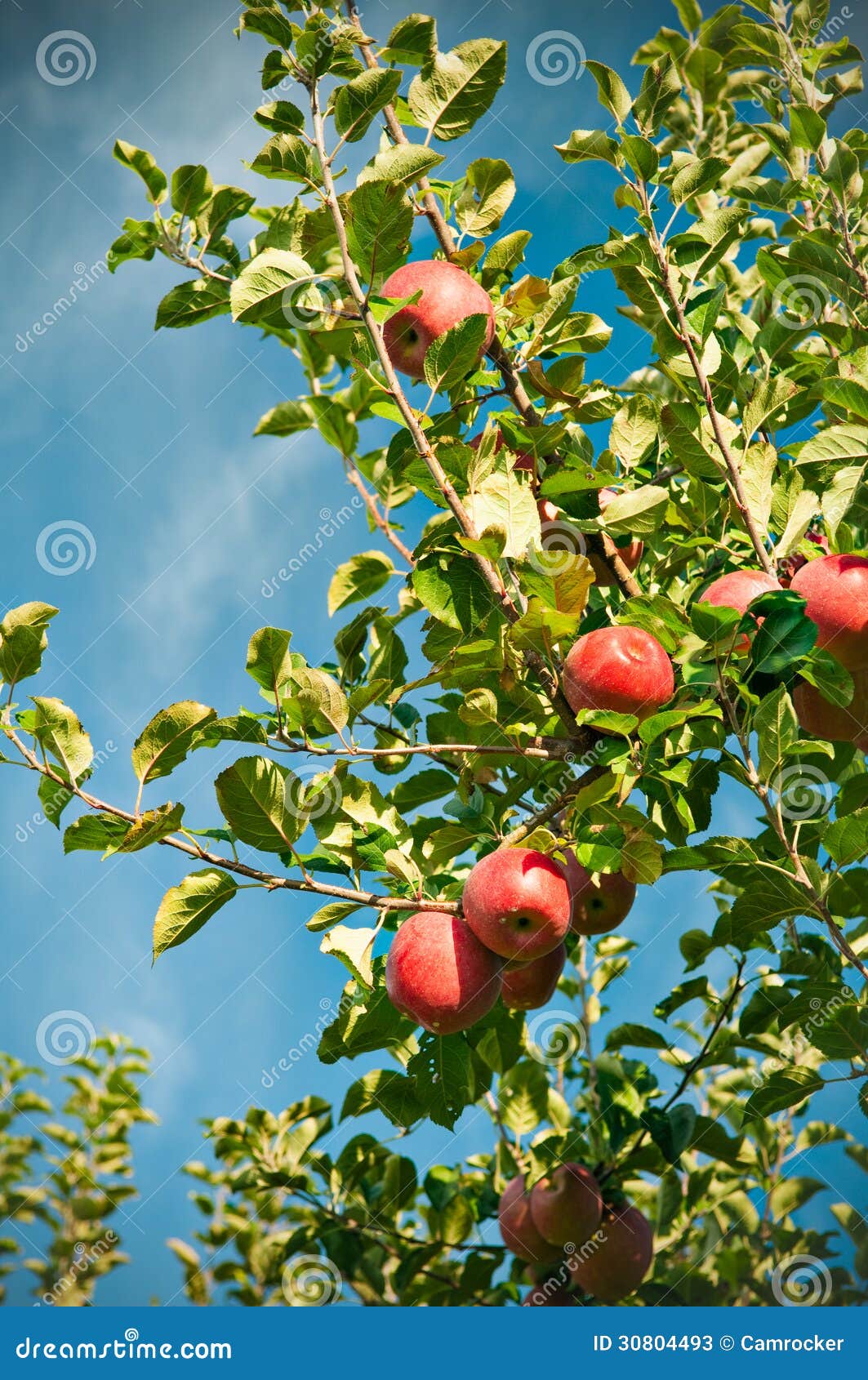 Fuji Apple Orchard stock image. Image of nature, branch - 30804493