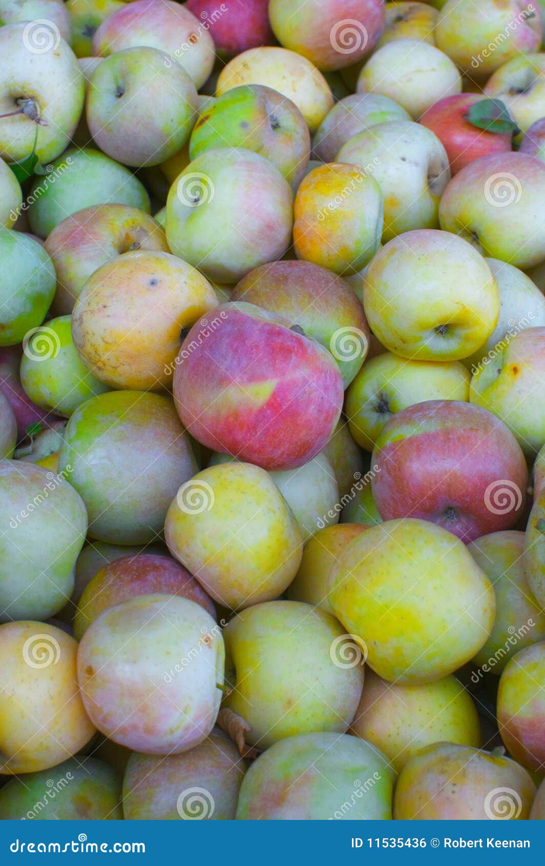 Fuji Apples Stock Photography | CartoonDealer.com #10990430