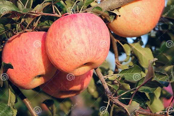 Fuji apples stock image. Image of close, plant, orchard - 102979681