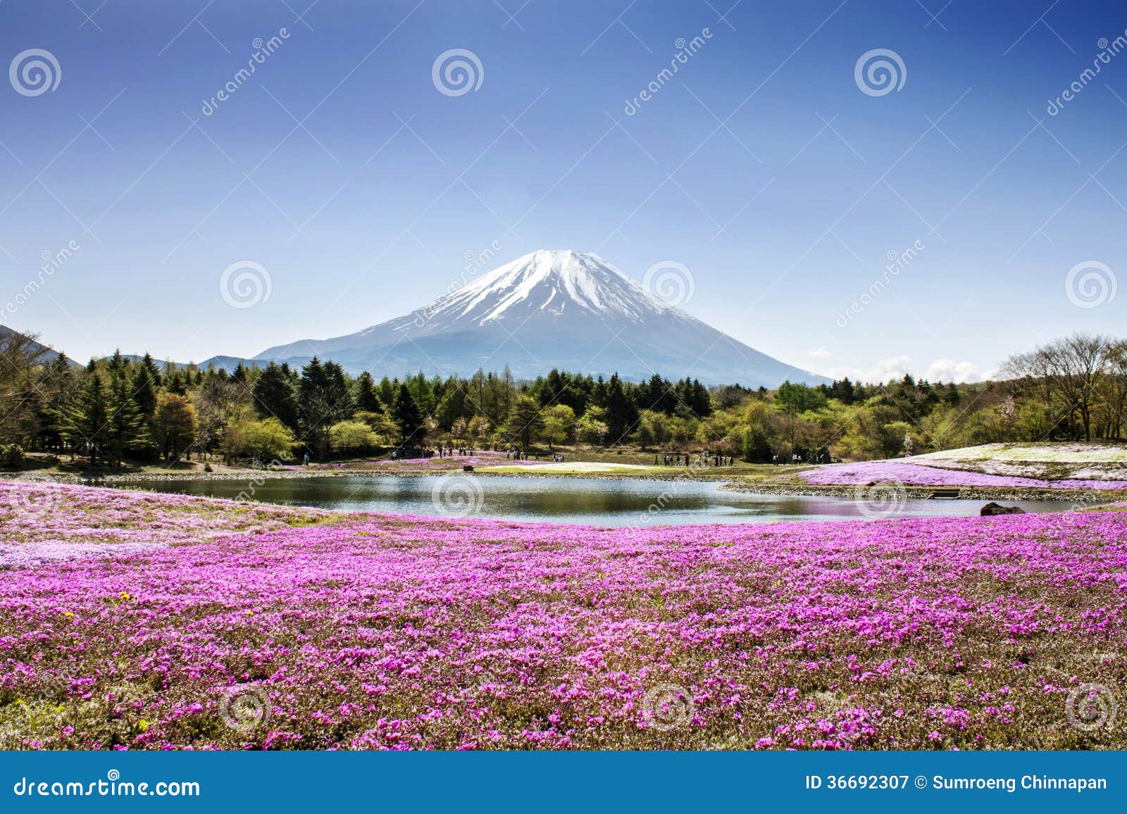 Fuji-Berg stockbild. Bild von blau, moos, japan, weit - 36692307