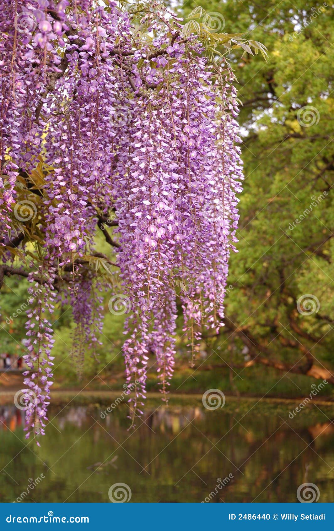 Fuji Flowers #2 stock photo. Image of asia, grape, pink - 2486440
