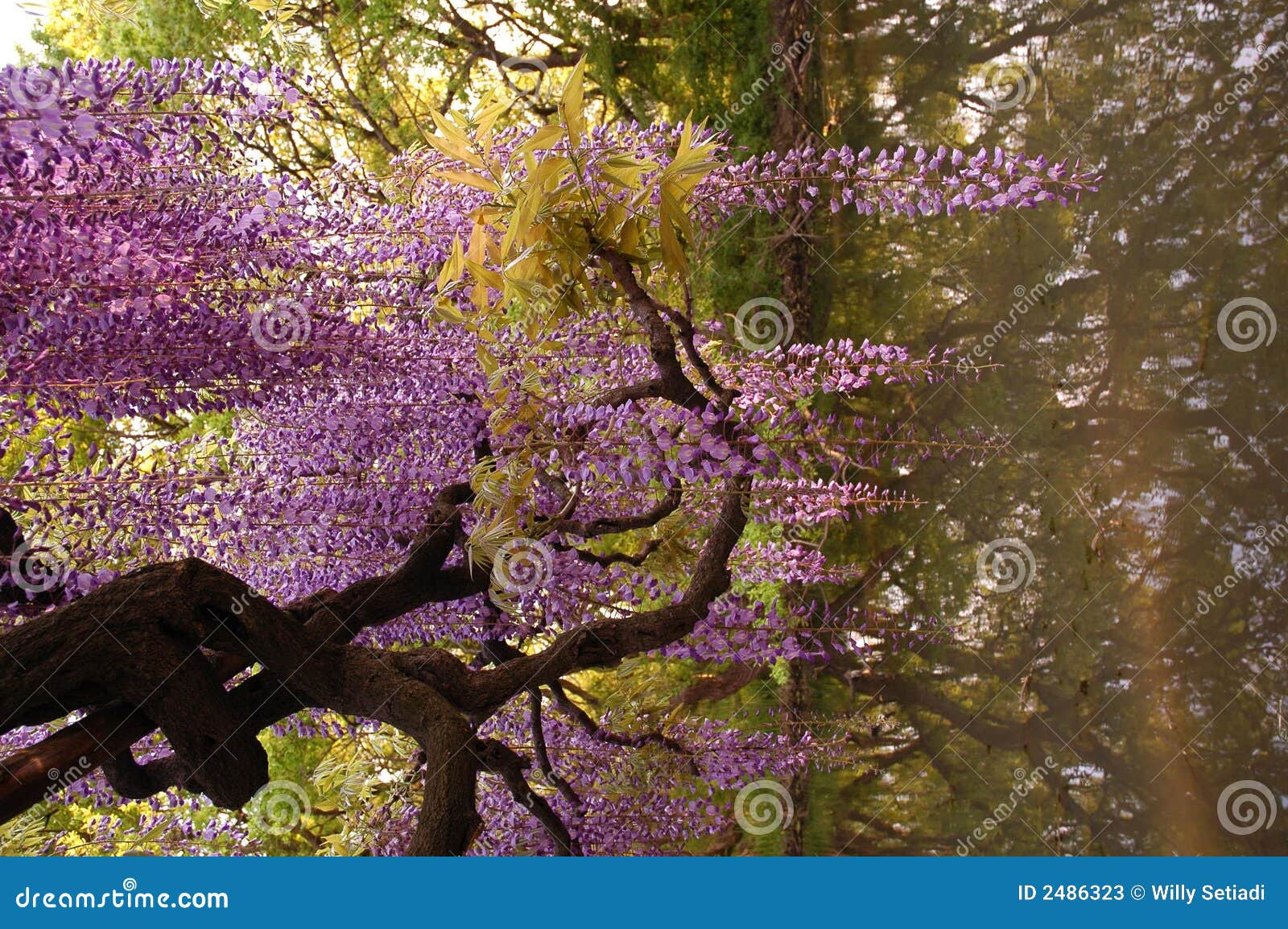 Fuji Flowers stock image. Image of flora, asia, grape - 2486323