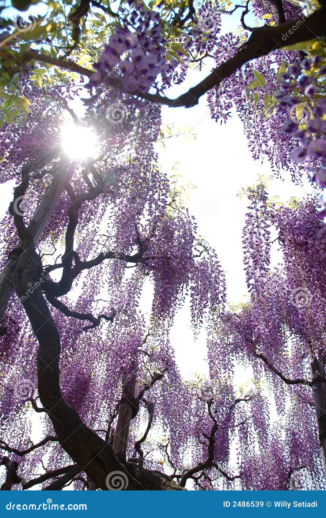 Fuji Flowers stock image. Image of deciduous, korea, plant - 2486539