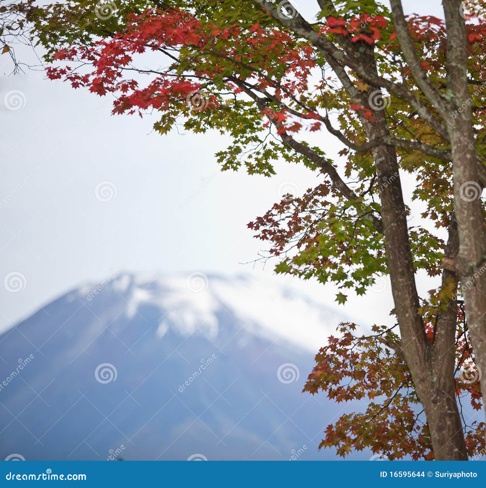 Fuji mountain stock photo. Image of mount, yellow, colors - 16595644