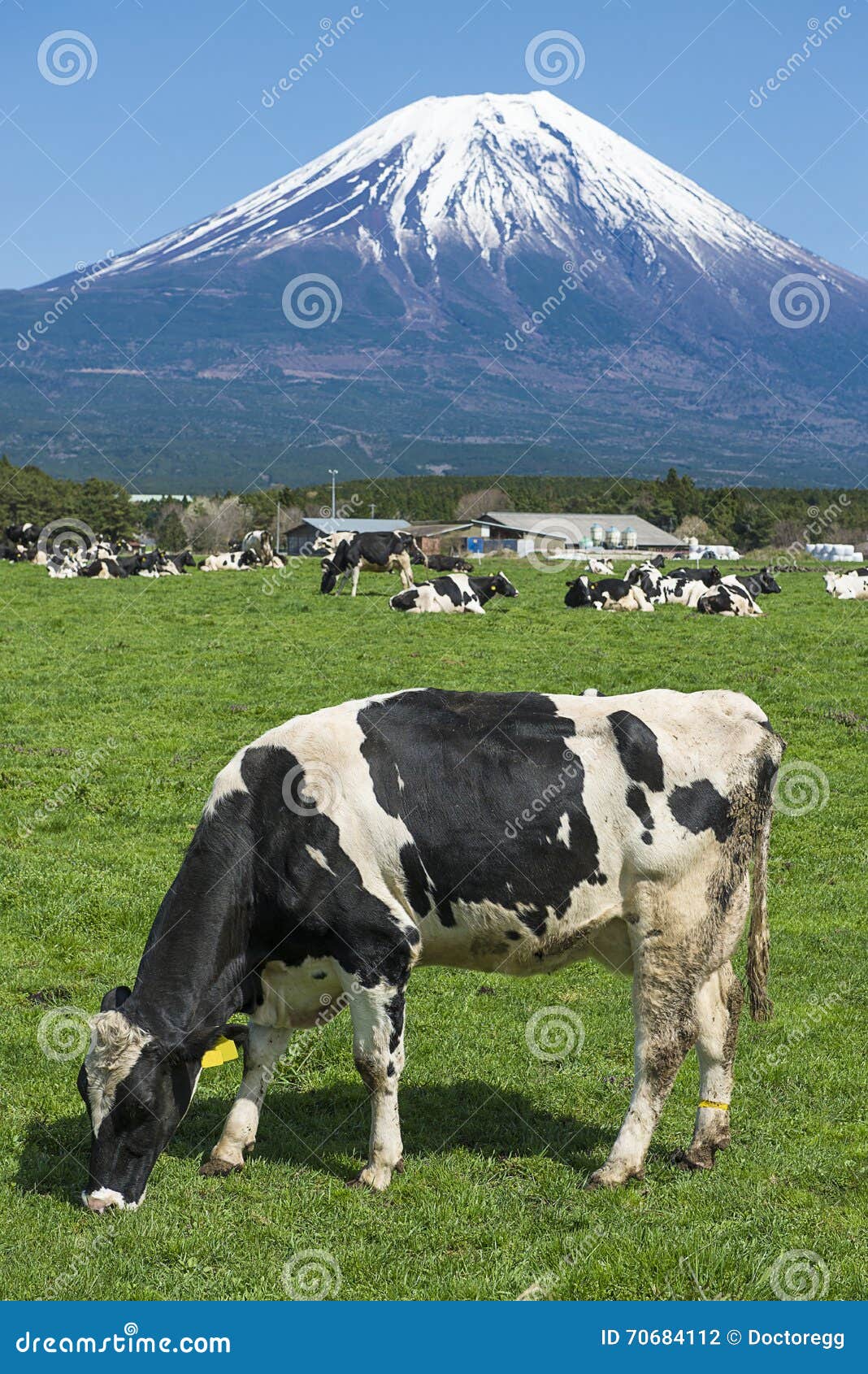 Fuji Mountain and Milk Cows Stock Photo - Image of spring, morning ...