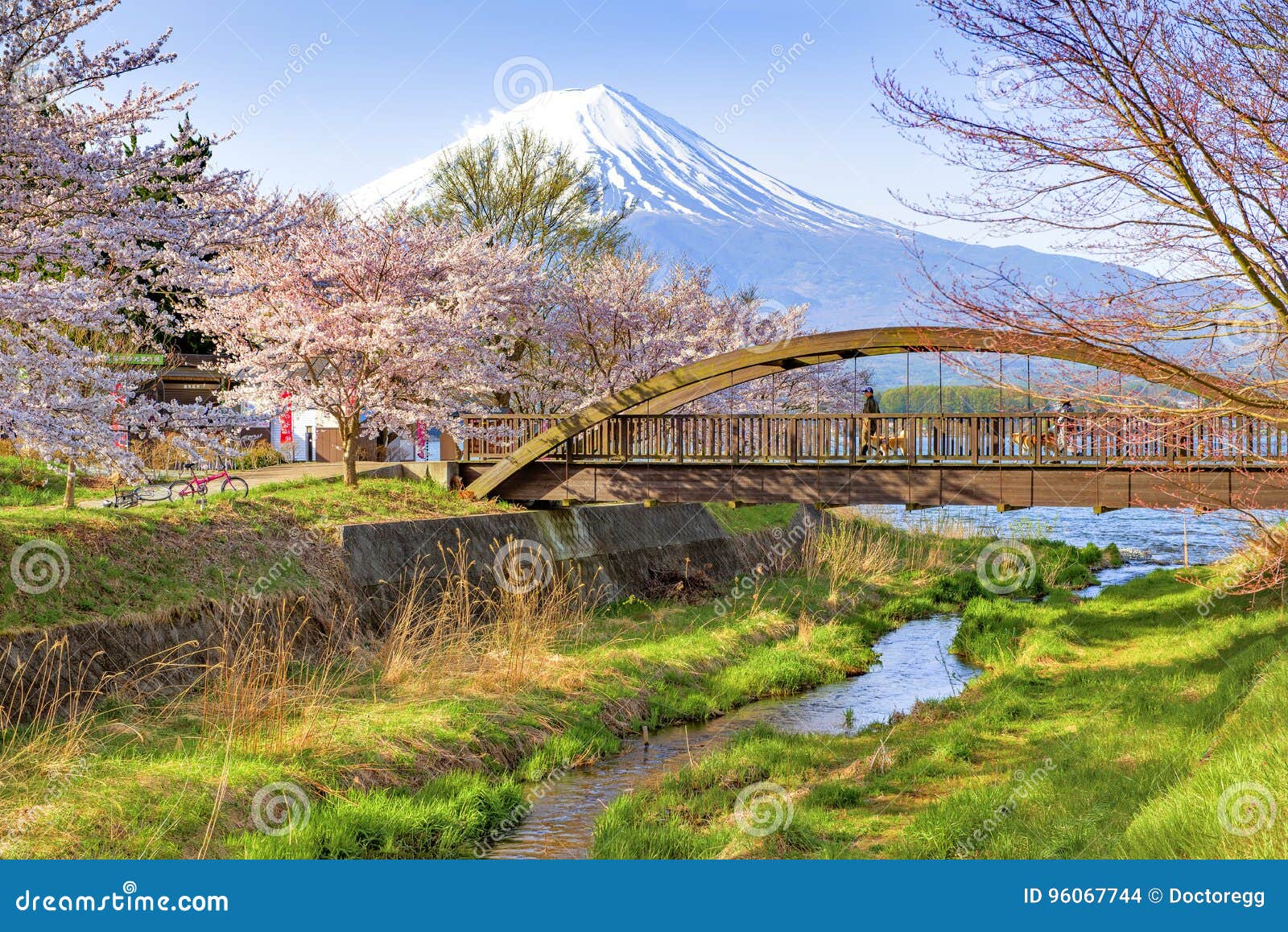 Fuji Mountain and Sakura Trees Editorial Stock Image - Image of ...