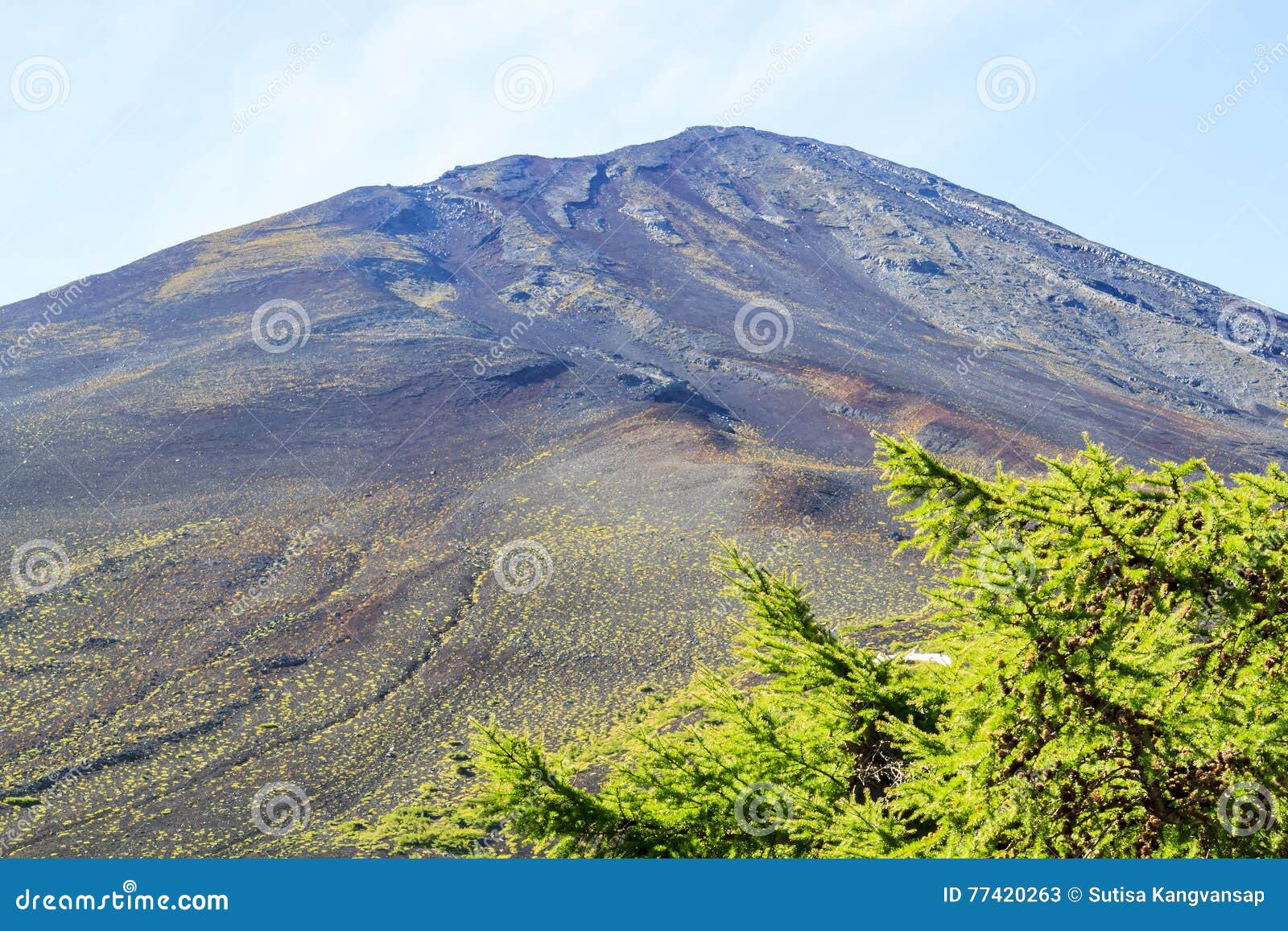 Fuji Mountain without Snow with Pine Trees and Blue Sky Stock Image ...