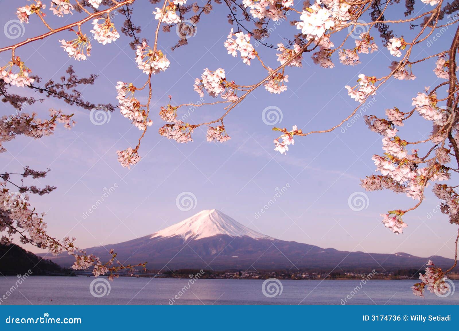 Fuji mt sakura arkivfoto. Bild av blomma, fuji, sjö, blodsugare - 3174736