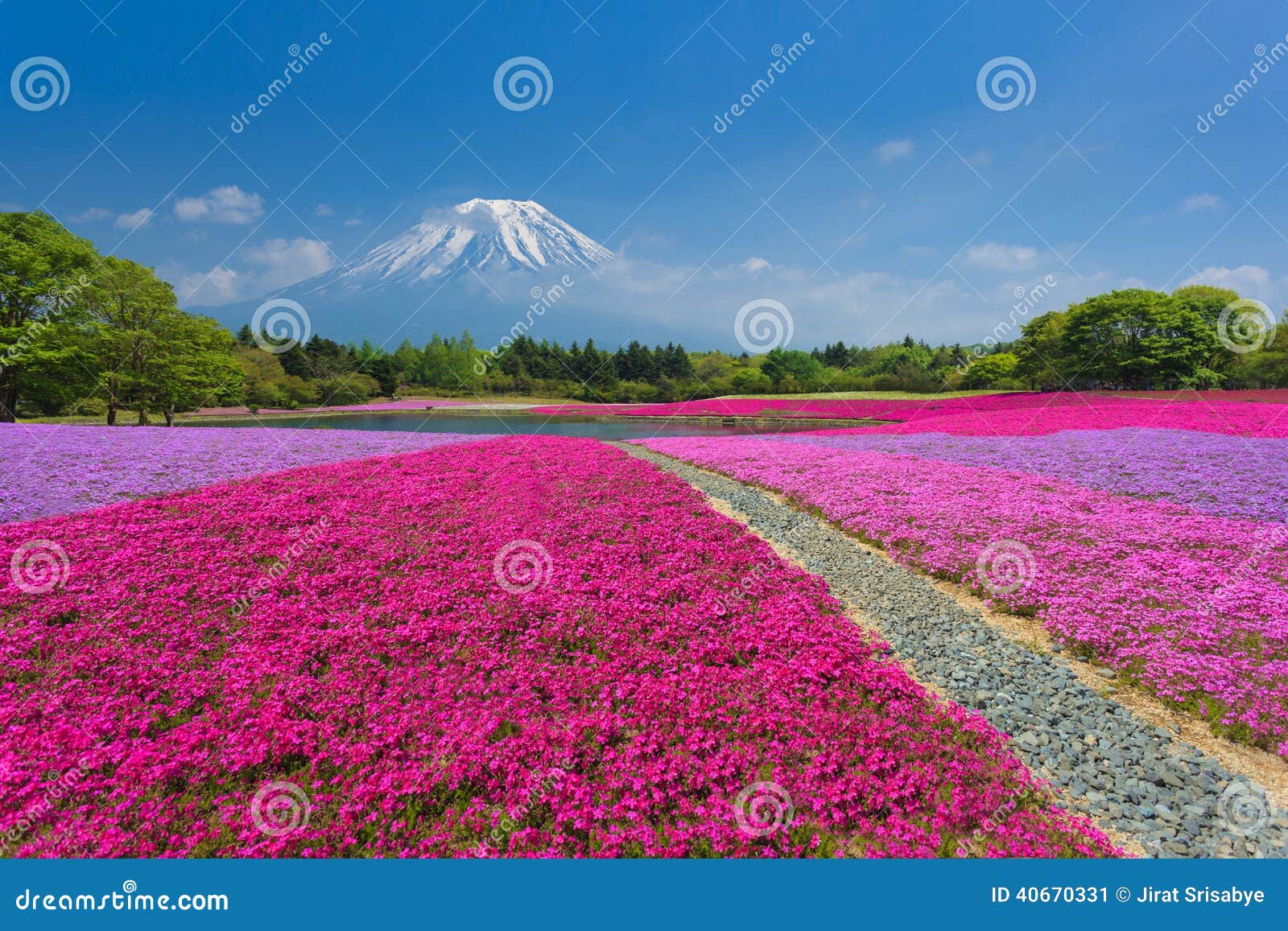 Fuji with Pink Moss stock image. Image of pink, mountain - 40670331