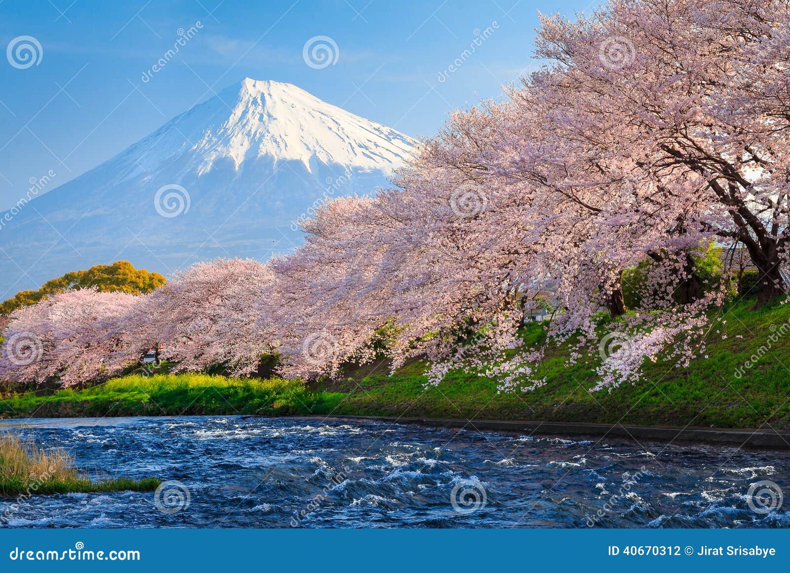 Fuji and Sakura stock photo. Image of river, asia, fujiyama - 40670312