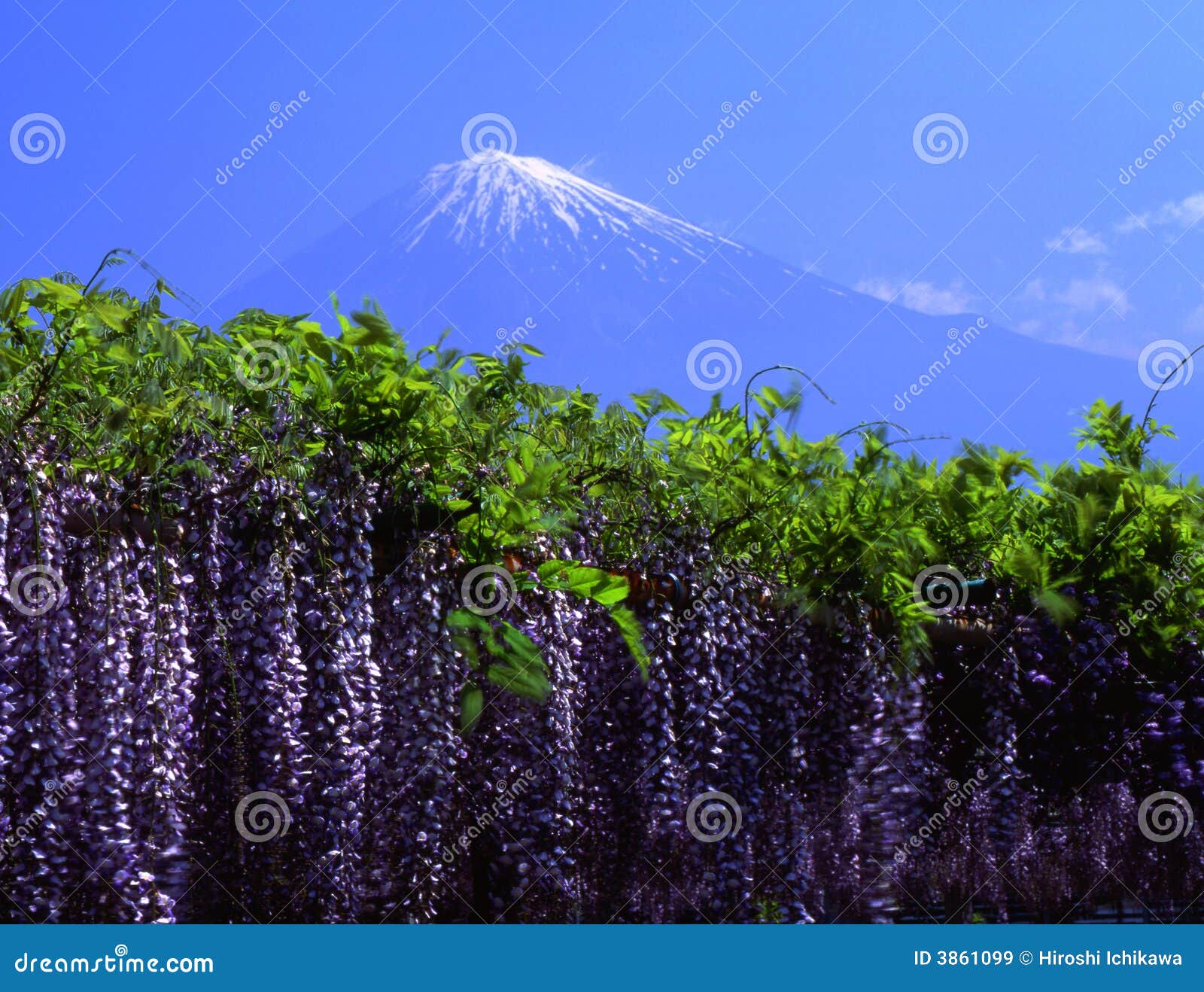 Fujisan 159 stock image. Image of mountain, summer, bloom - 3861099