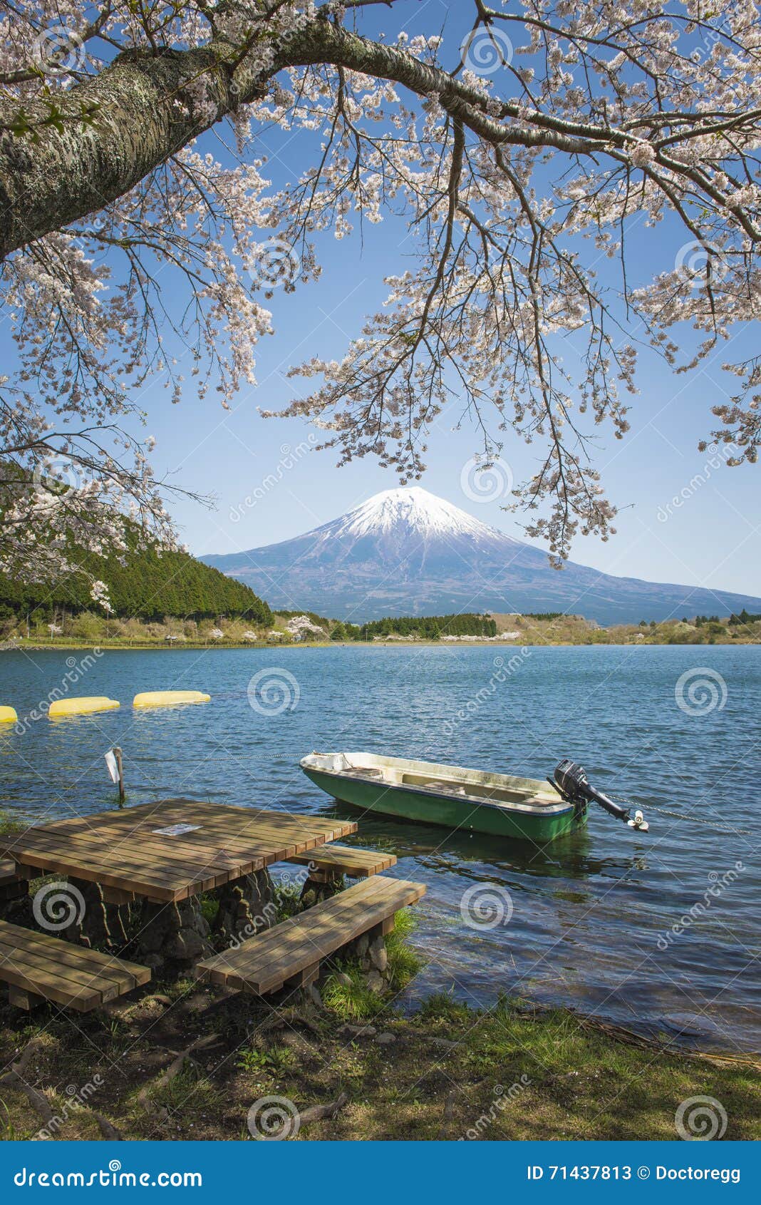 Fujisan and Sakura at Lake Tanuki Stock Image - Image of kawaguchiko ...