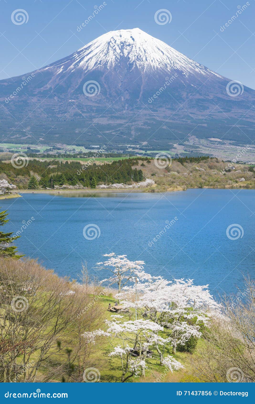 Fujisan and Sakura at Lake Tanuki Stock Photo - Image of bridge, fuji ...