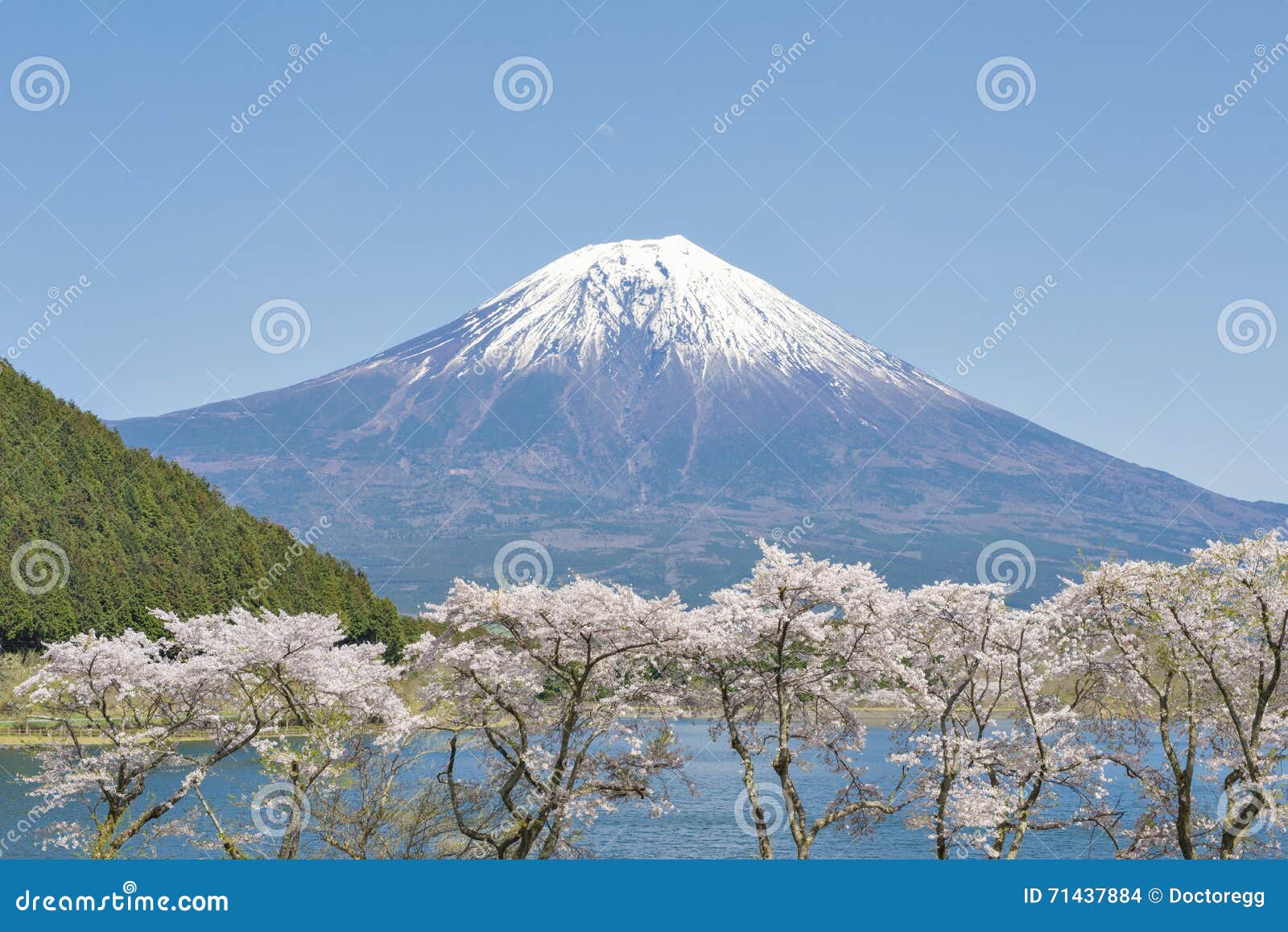 Fujisan and Sakura at Lake Tanuki Stock Photo - Image of festival, city ...