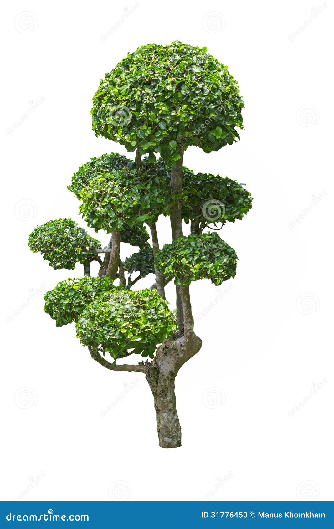 Fukien tea tree stock photo. Image of design, outdoor - 31776450