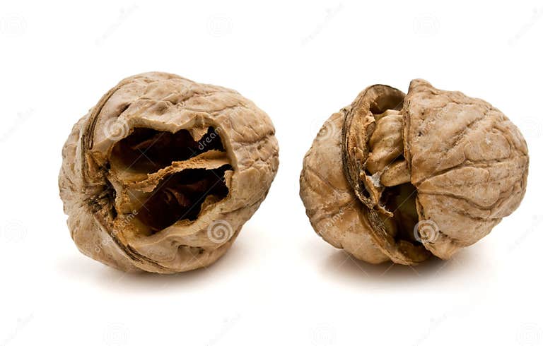 Ful and empty nuts stock photo. Image of shot, small - 12703830