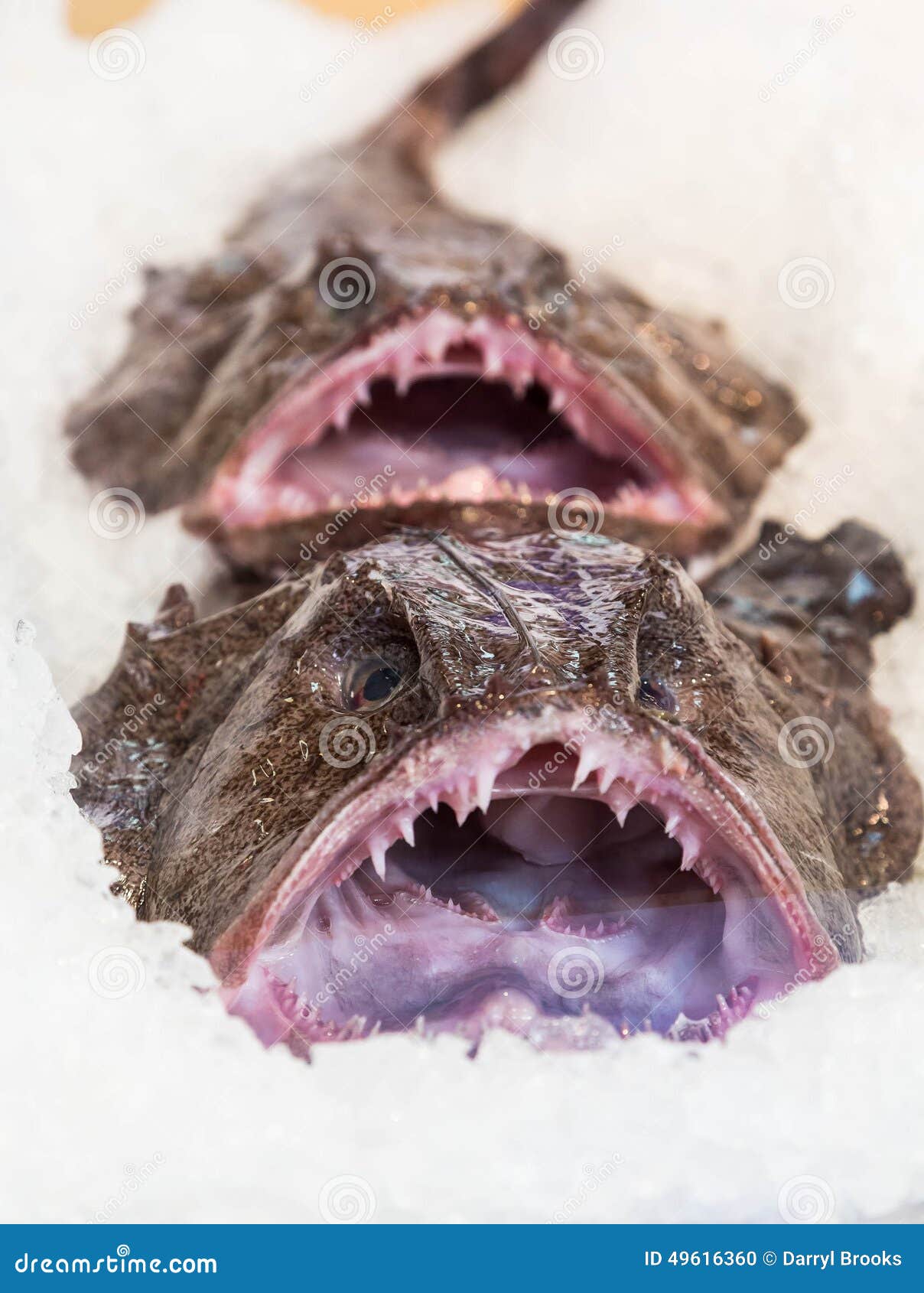 Ful fisk arkivfoto. Bild av fisk, medf8ort, öppet, marknad - 49616360