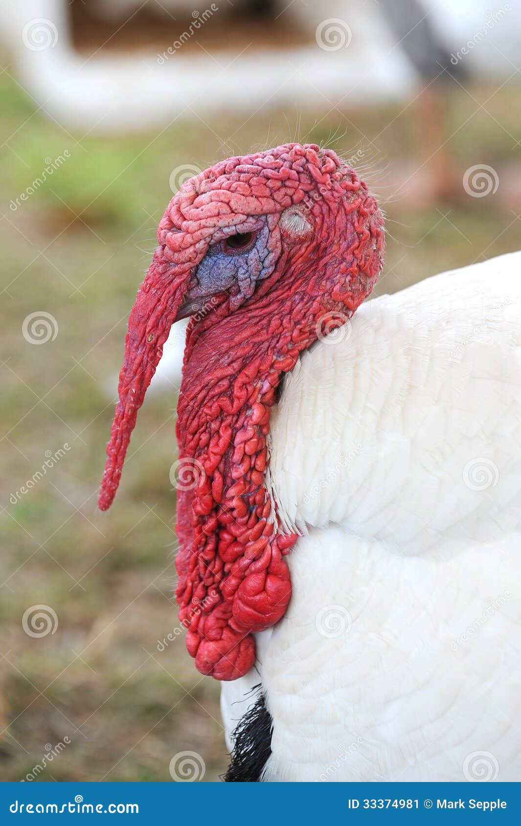 Ful kalkon fotografering för bildbyråer. Bild av hemhjälp - 33374981