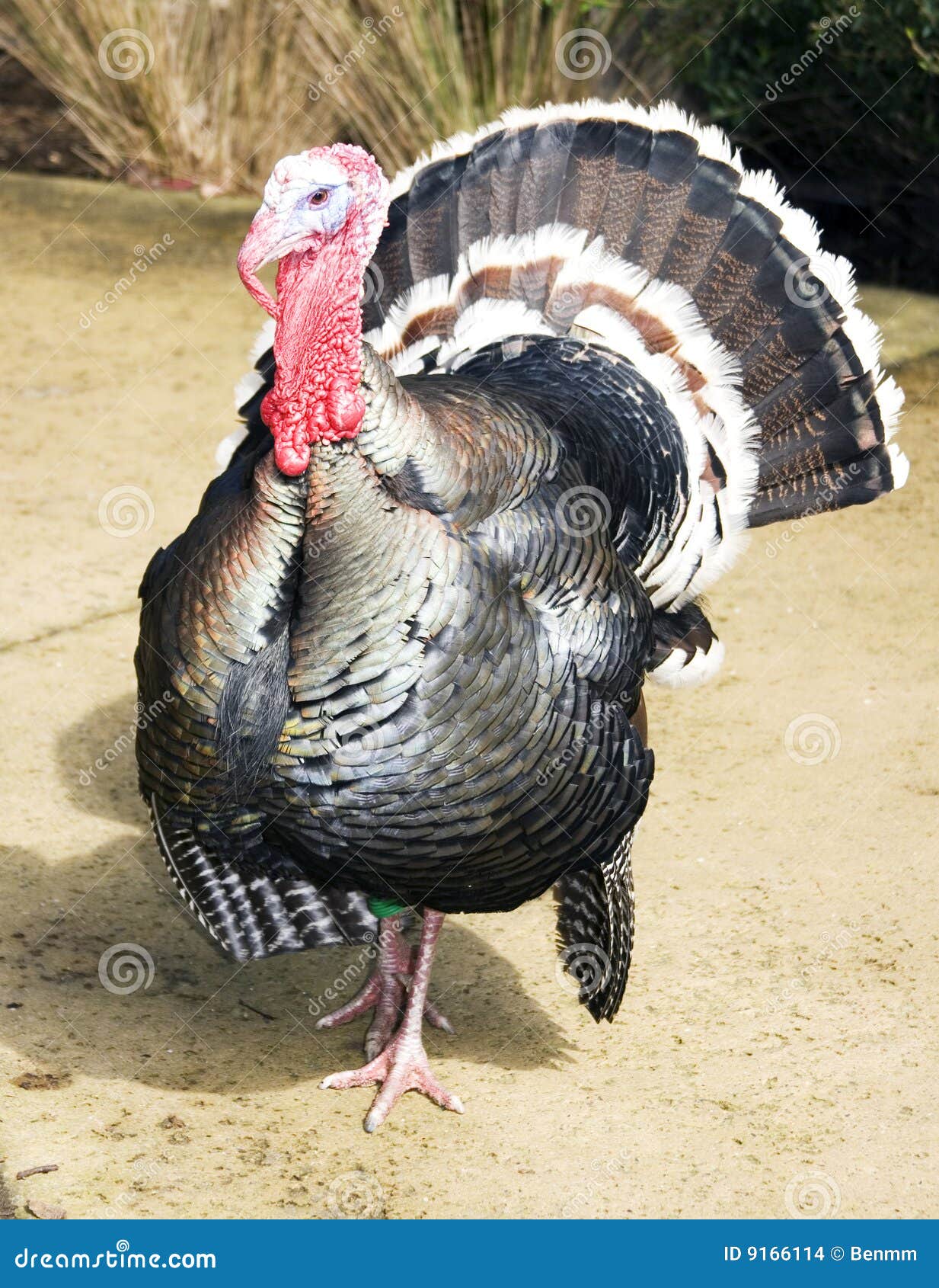 Ful kalkon arkivfoto. Bild av boskap, lantbruk, vitt, materiel - 9166114