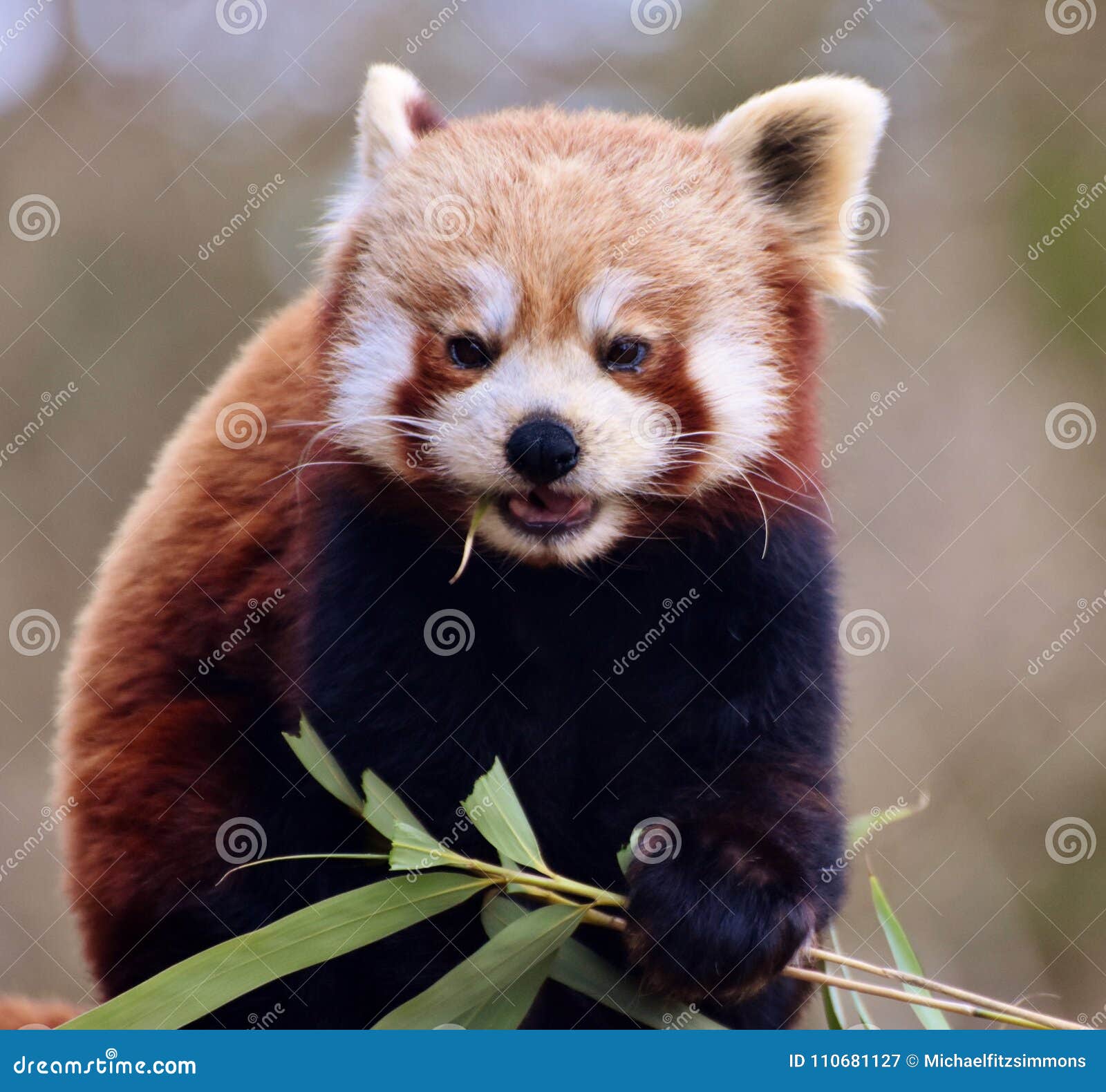 Fulgens D'Ailurus De Panda Rouge Image stock - Image du bouche, nature ...