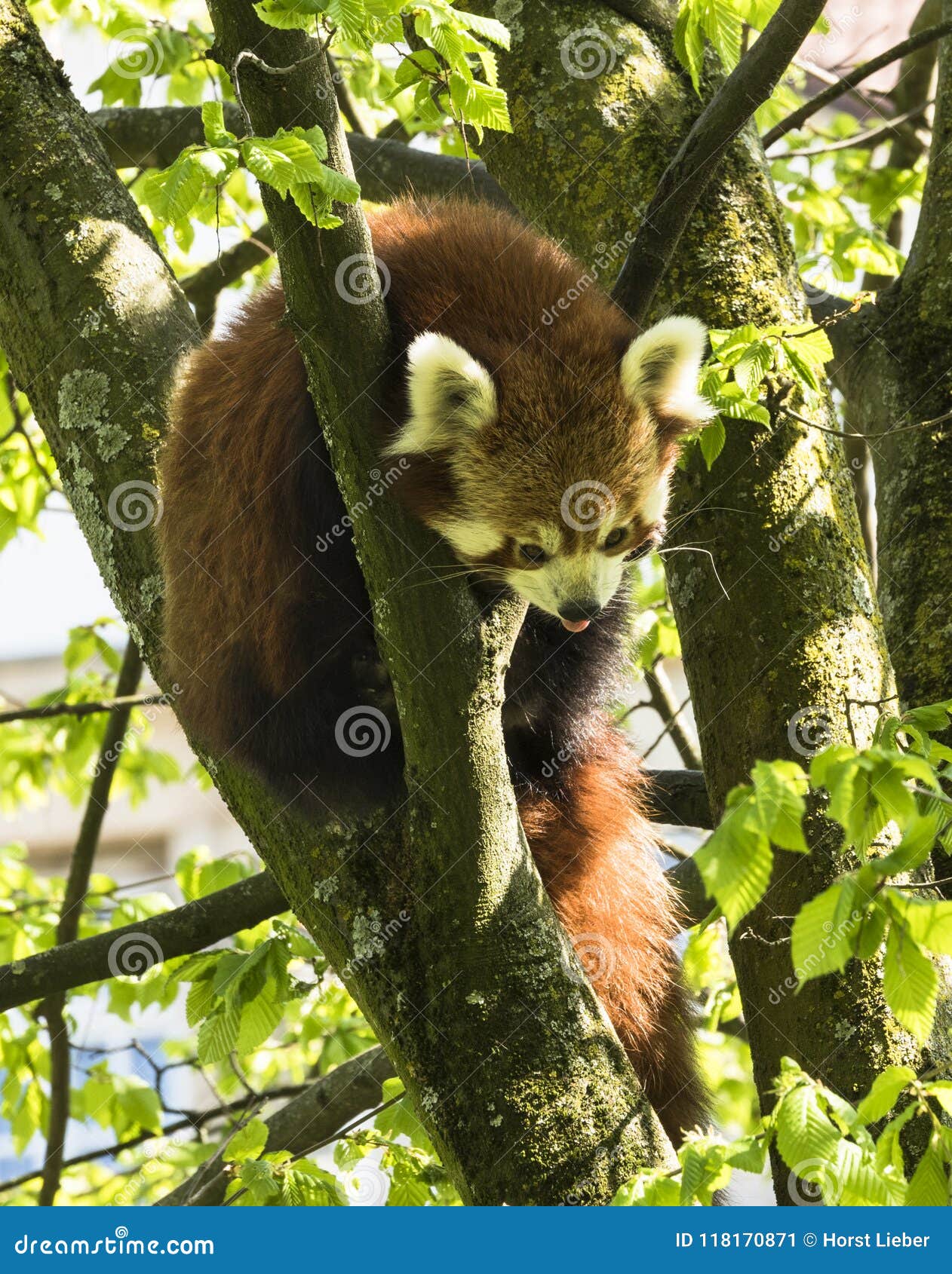 Fulgens Del Ailurus De La Panda Roja Imagen de archivo - Imagen de ...