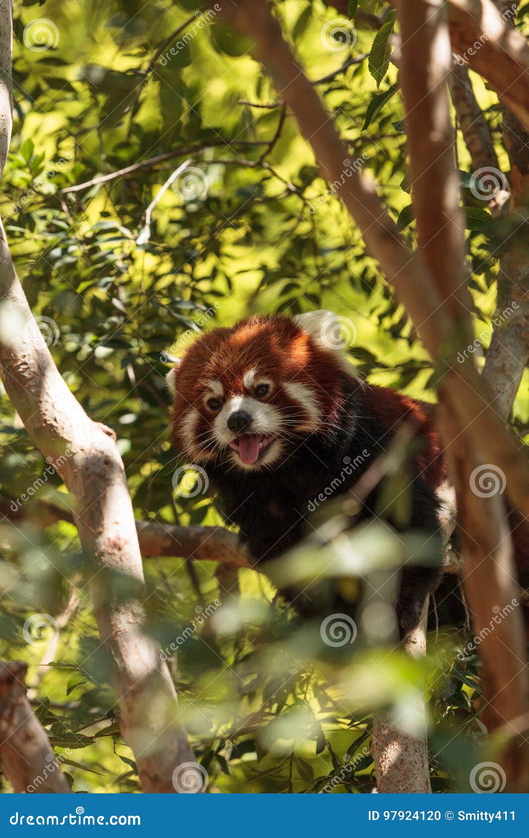Fulgens Del Ailurus De La Panda Roja Foto de archivo - Imagen de panda ...
