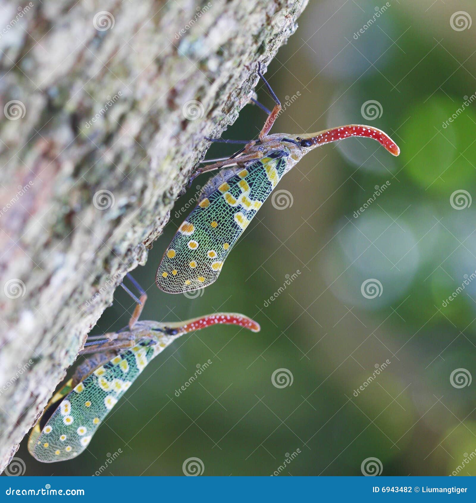 Fulgora Candelaria Linnaeus Stock Photo - Image of colours, linnaeus ...