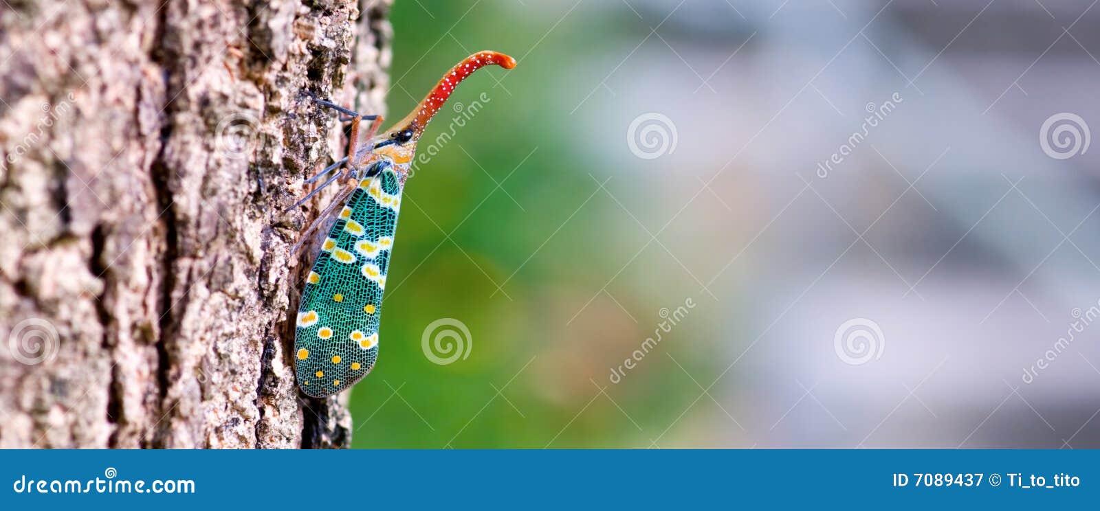 Fulgora Candelaria Linnaeus Stock Image - Image of insect, candelaria ...