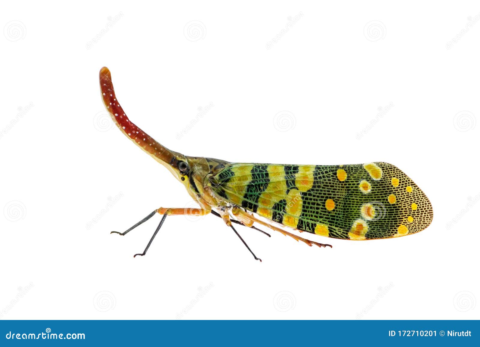 Fulgorid bug stock image. Image of fulgoridae, beetle - 172710201