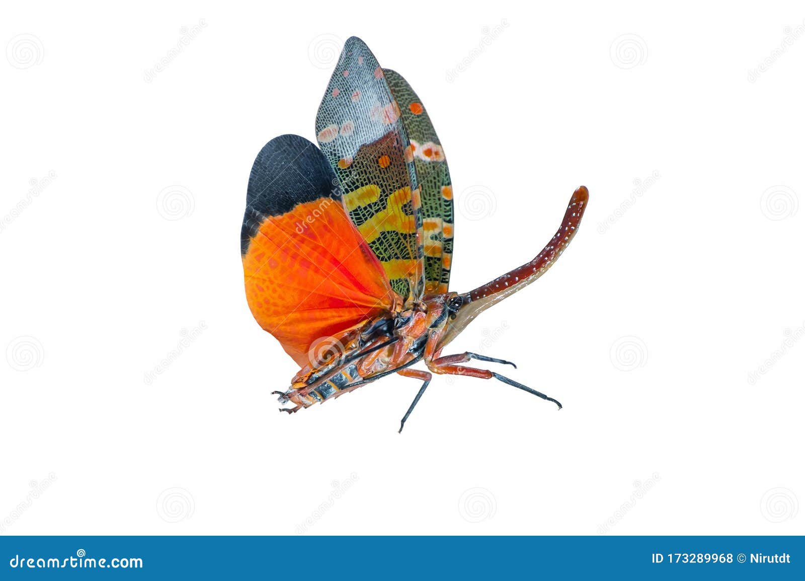 Fulgorid bug stock photo. Image of insect, beetle, bright - 173289968