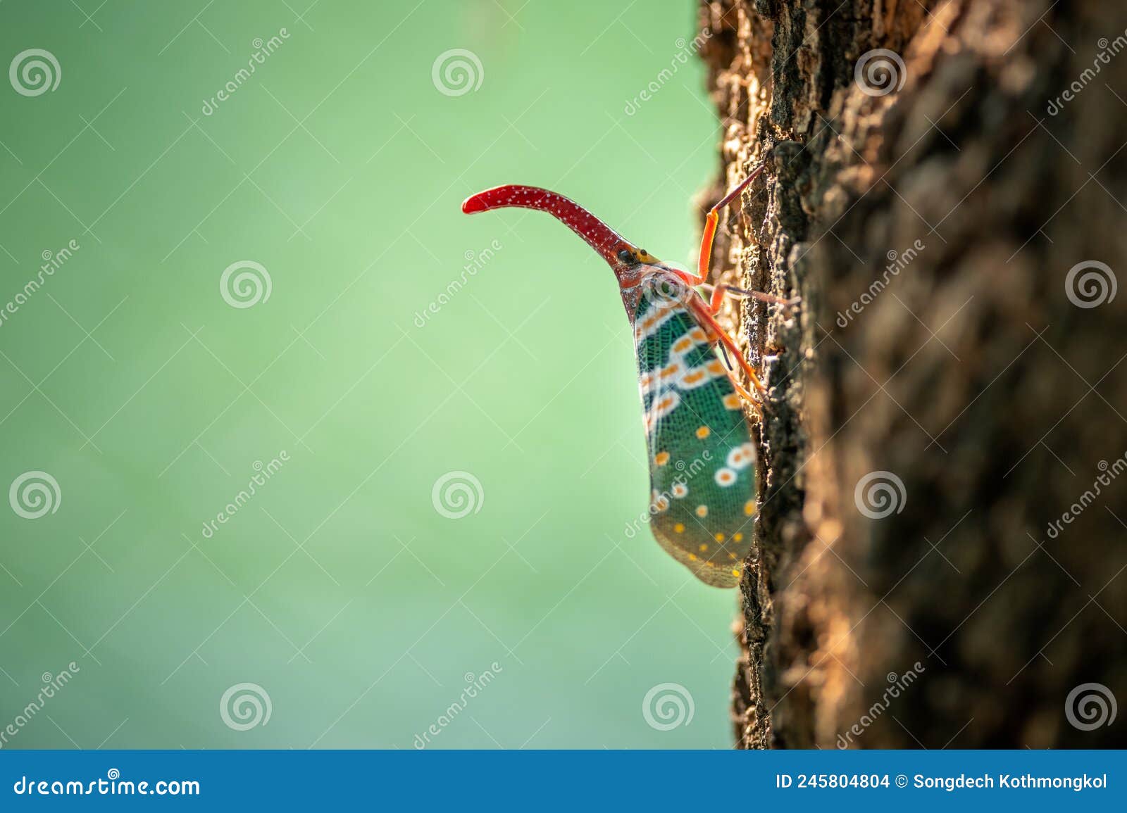 Fulgorid bug, Planthopper stock photo. Image of planthopper - 245804804