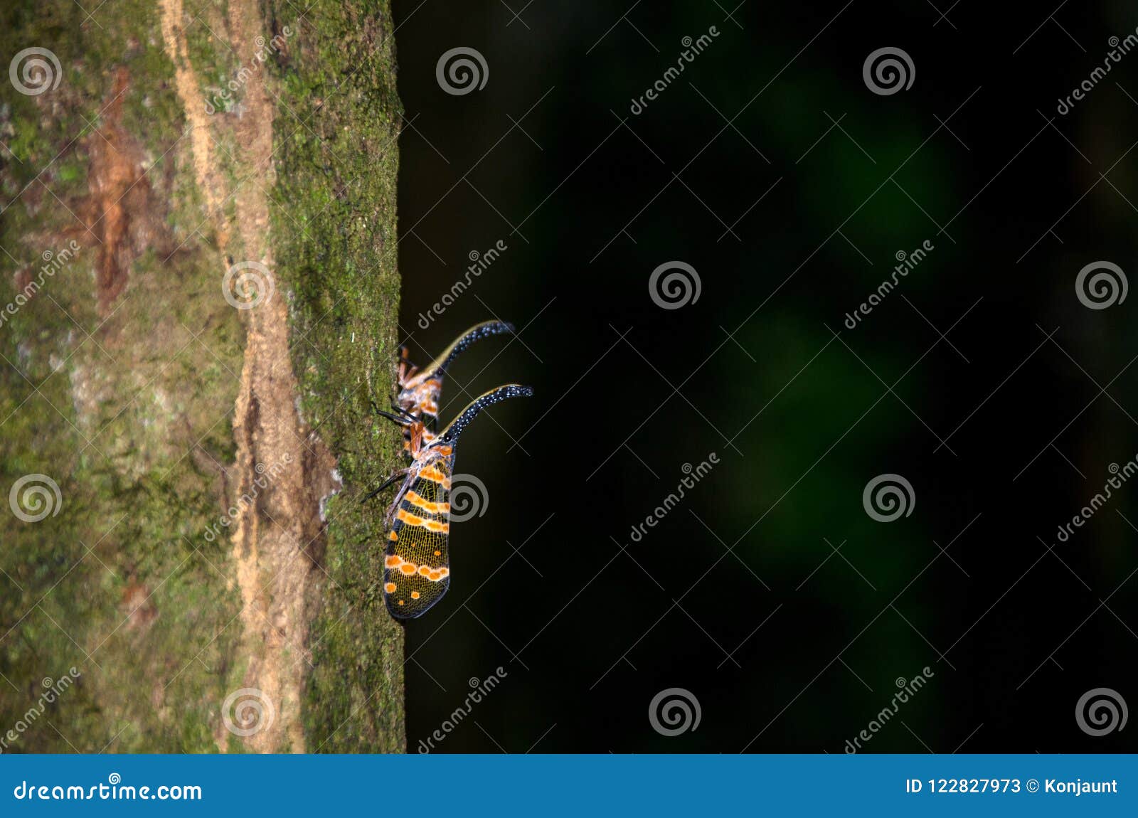 Fulgorid Bug Planthopper in the Nature. Stock Image - Image of animal ...