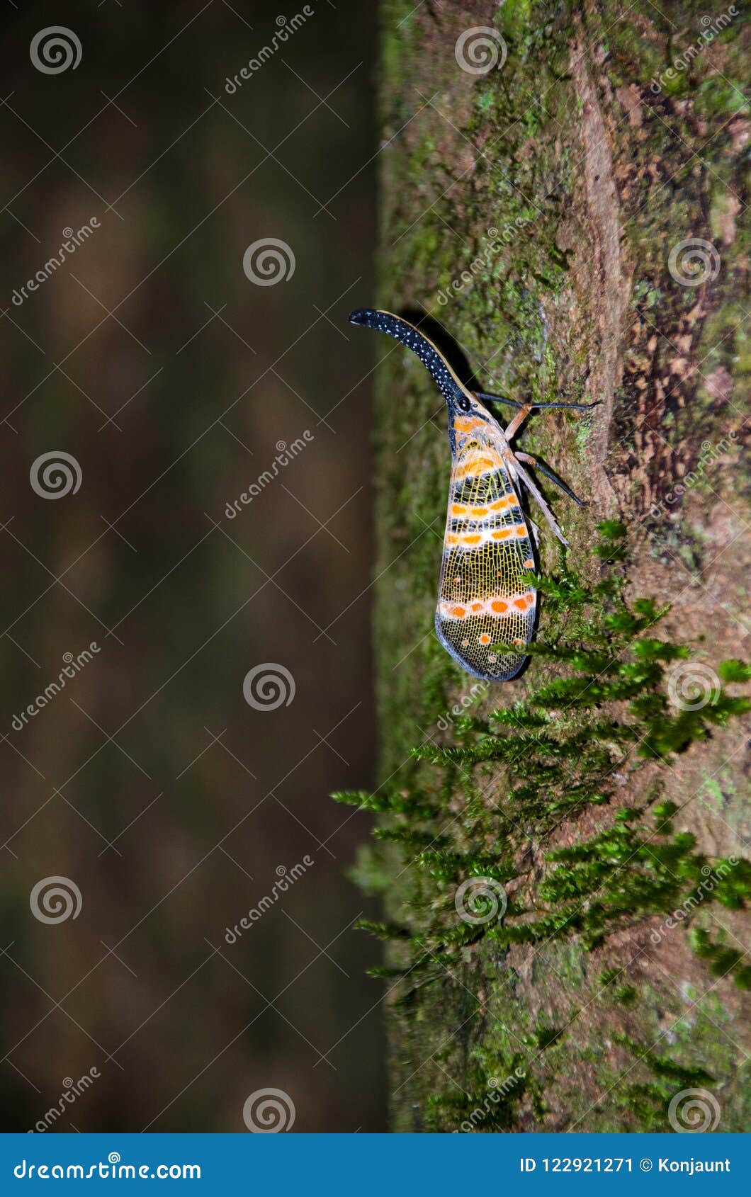 Fulgorid Bug Planthopper In The Nature. Royalty-Free Stock Photo ...