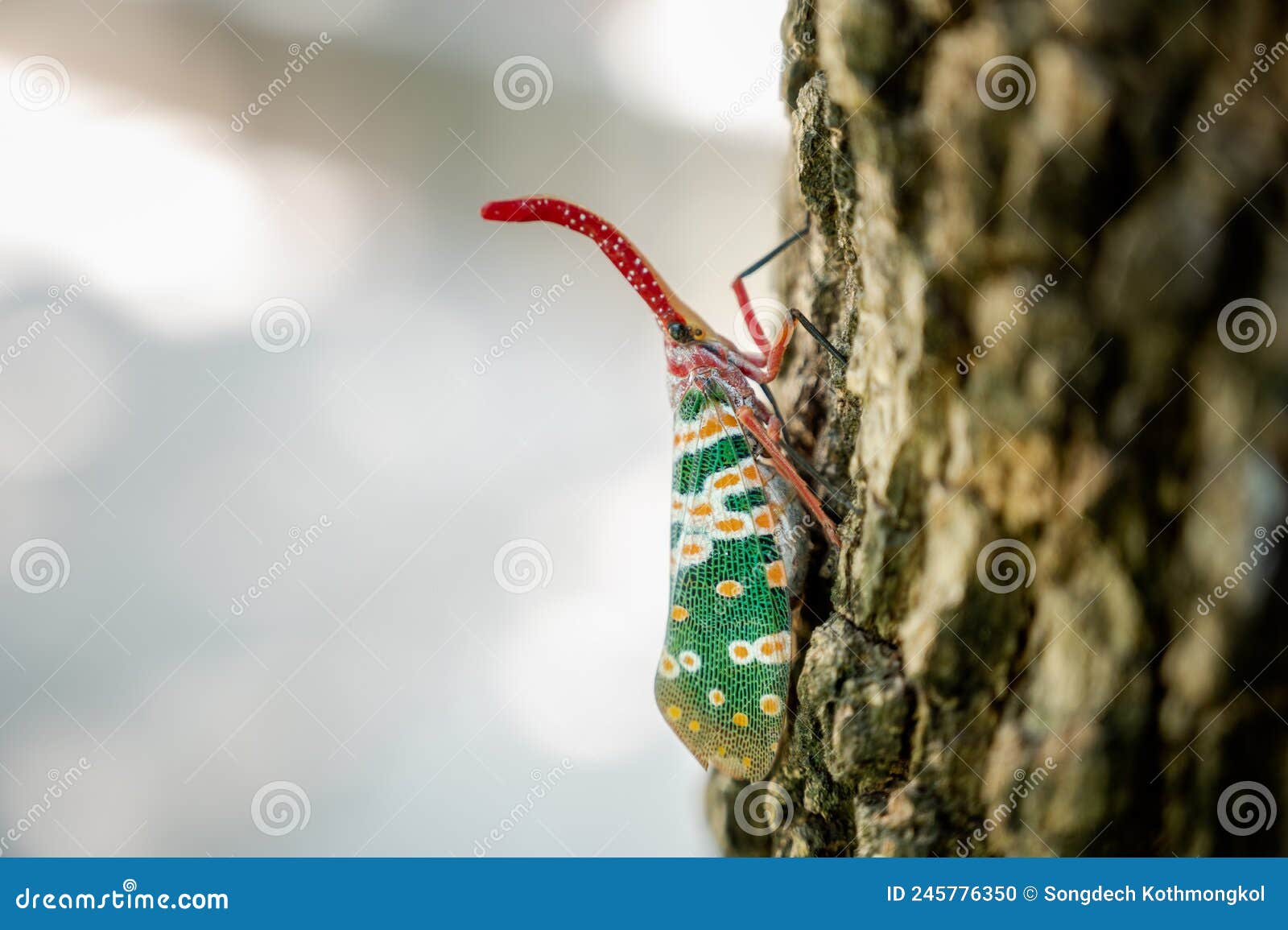 Fulgorid bug, Planthopper stock photo. Image of lantern - 245776350
